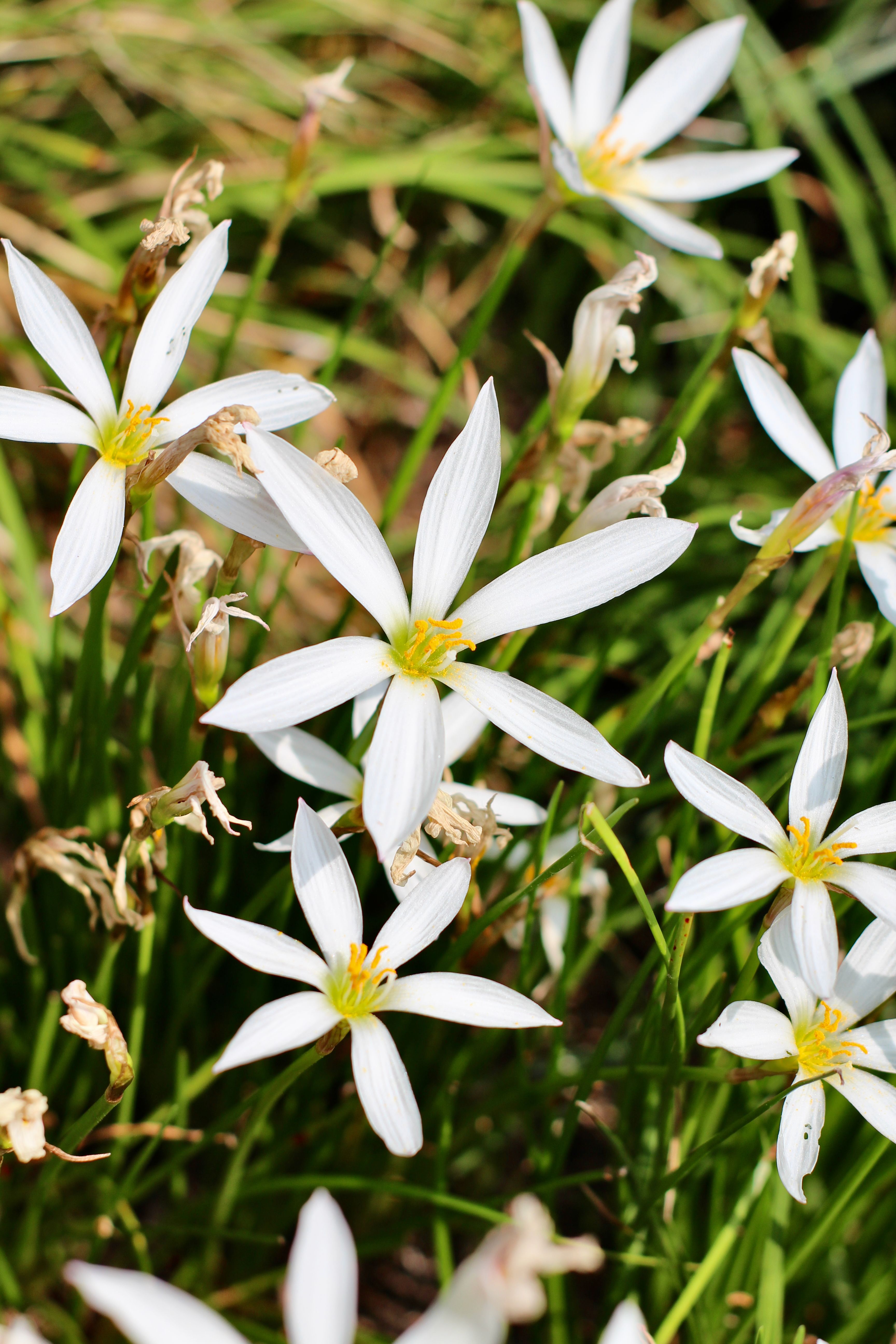 Rain Lily Plant Photos, Download The BEST Free Rain Lily Plant Stock ...