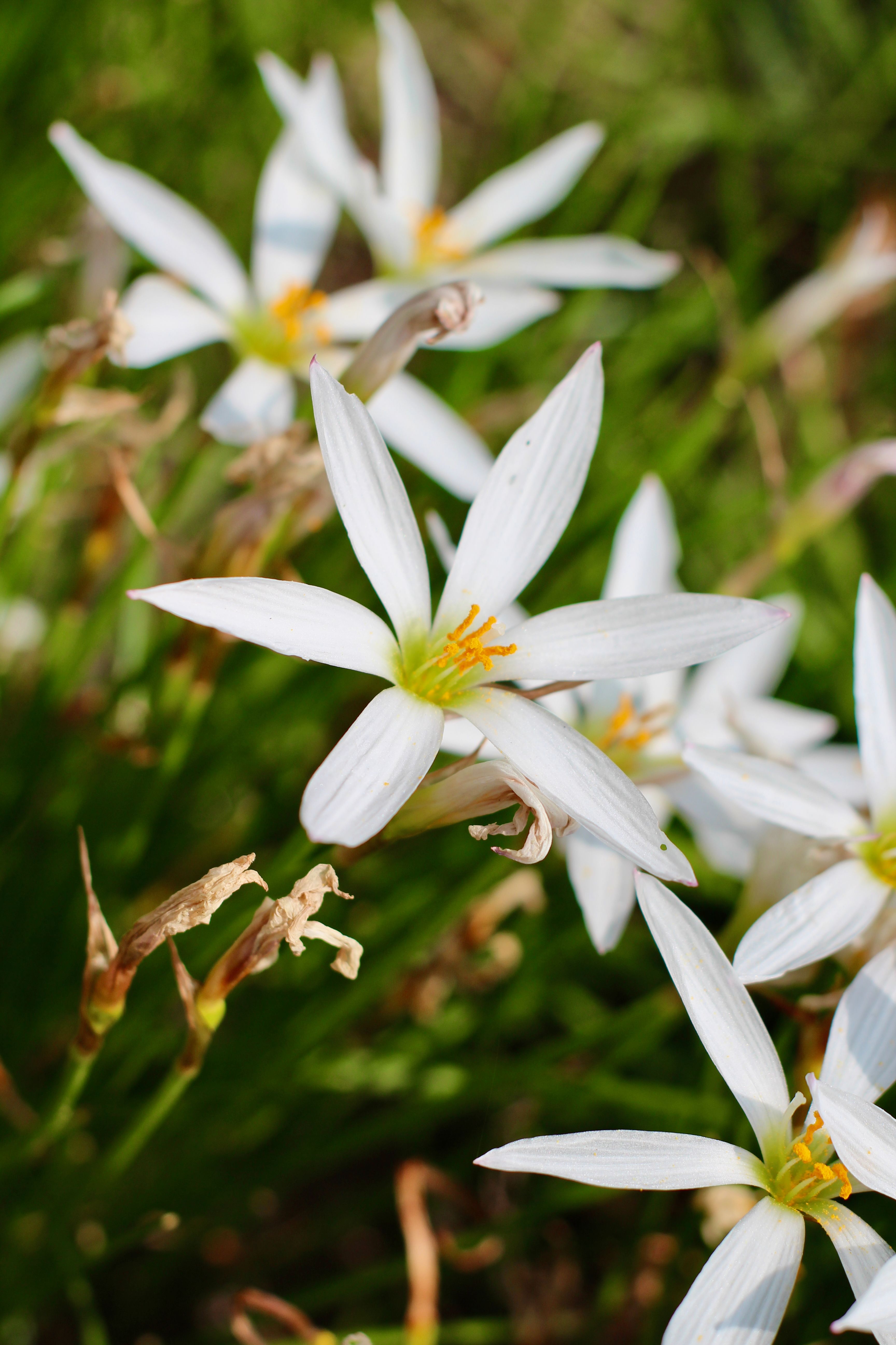 Hanhen Lily Photos, Download The BEST Free Hanhen Lily Stock Photos ...