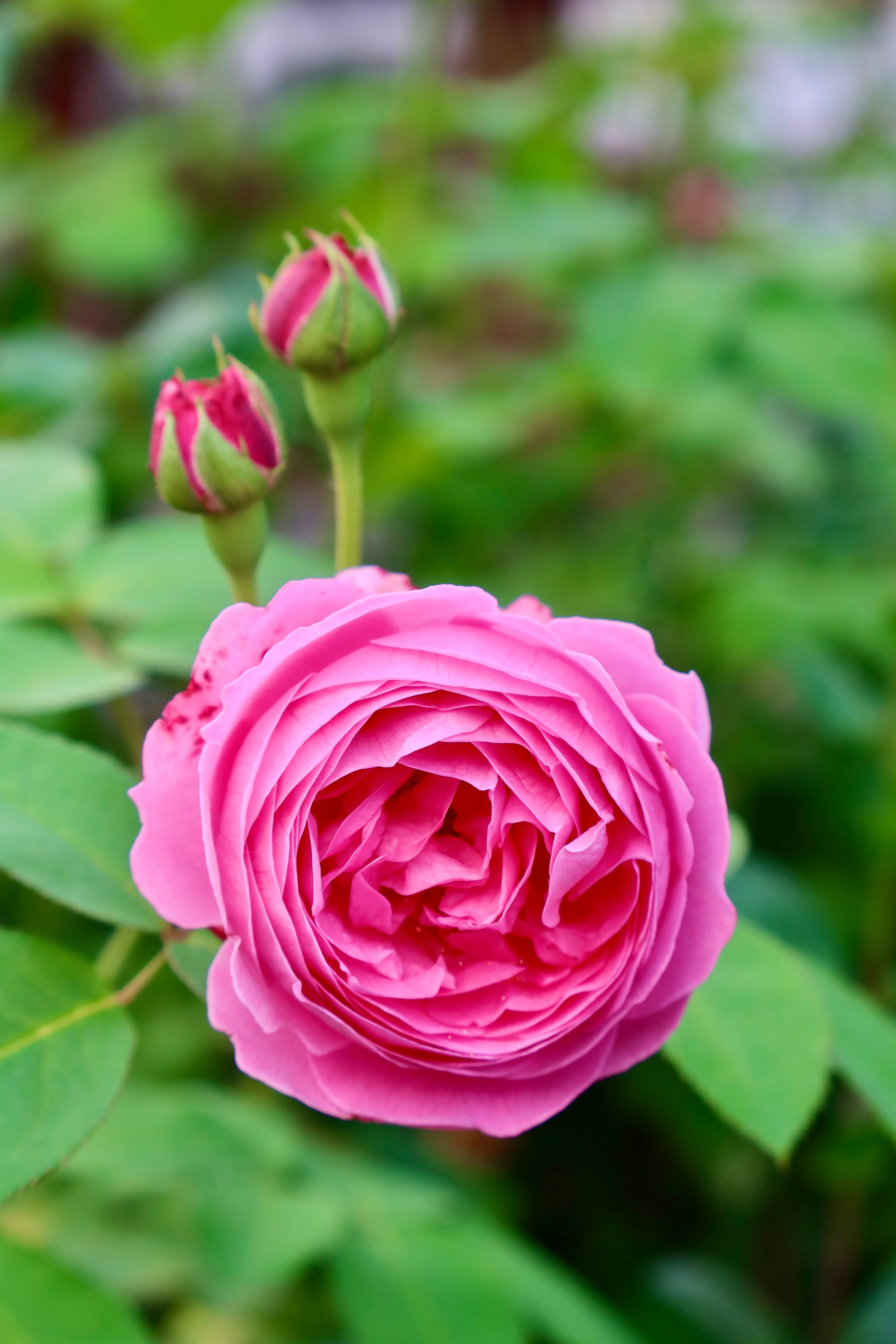 Firefighter+Rose Photos, Download The BEST Free Firefighter+Rose Stock ...