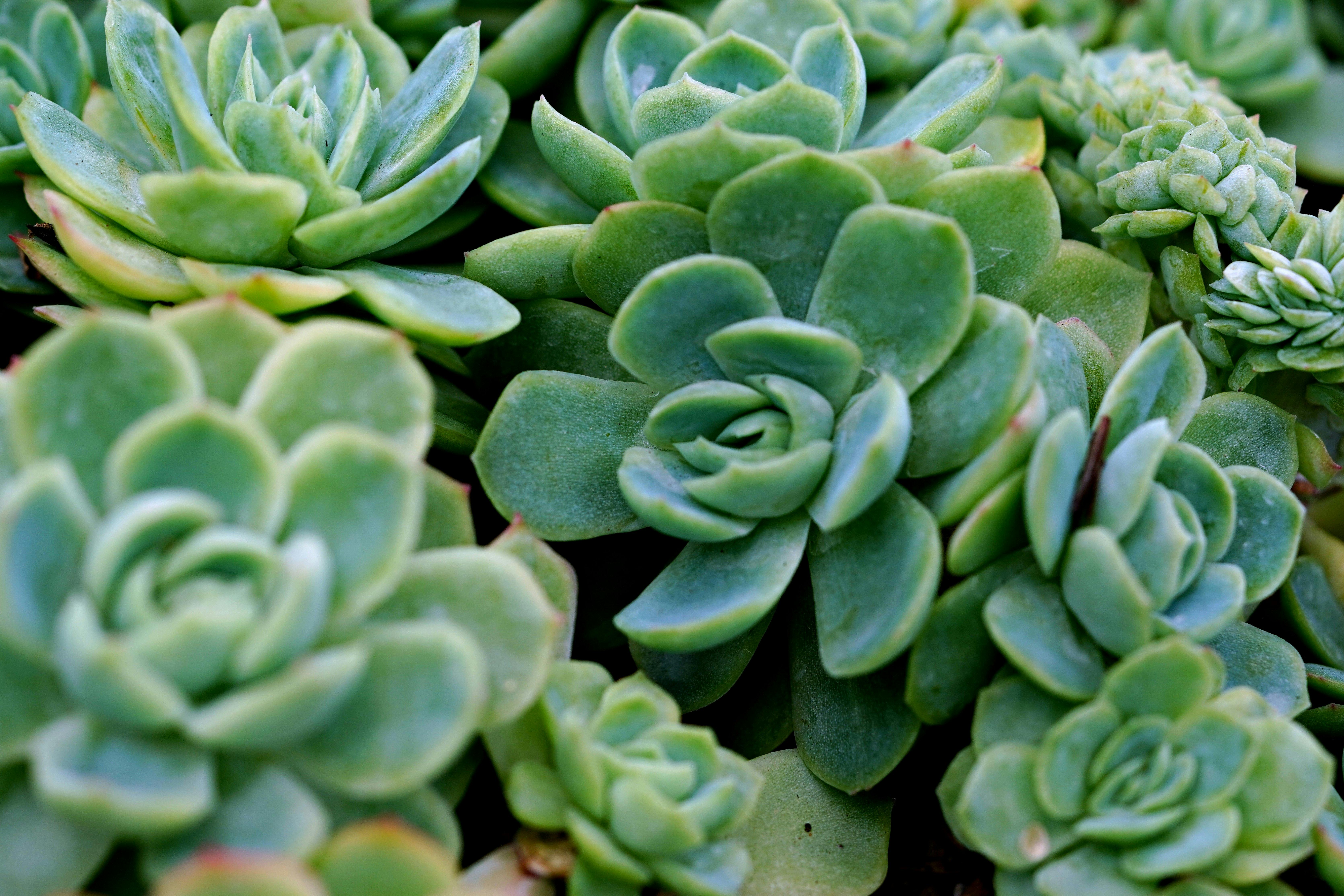 Close-Up of Lush Green Succulent Plants · Free Stock Photo