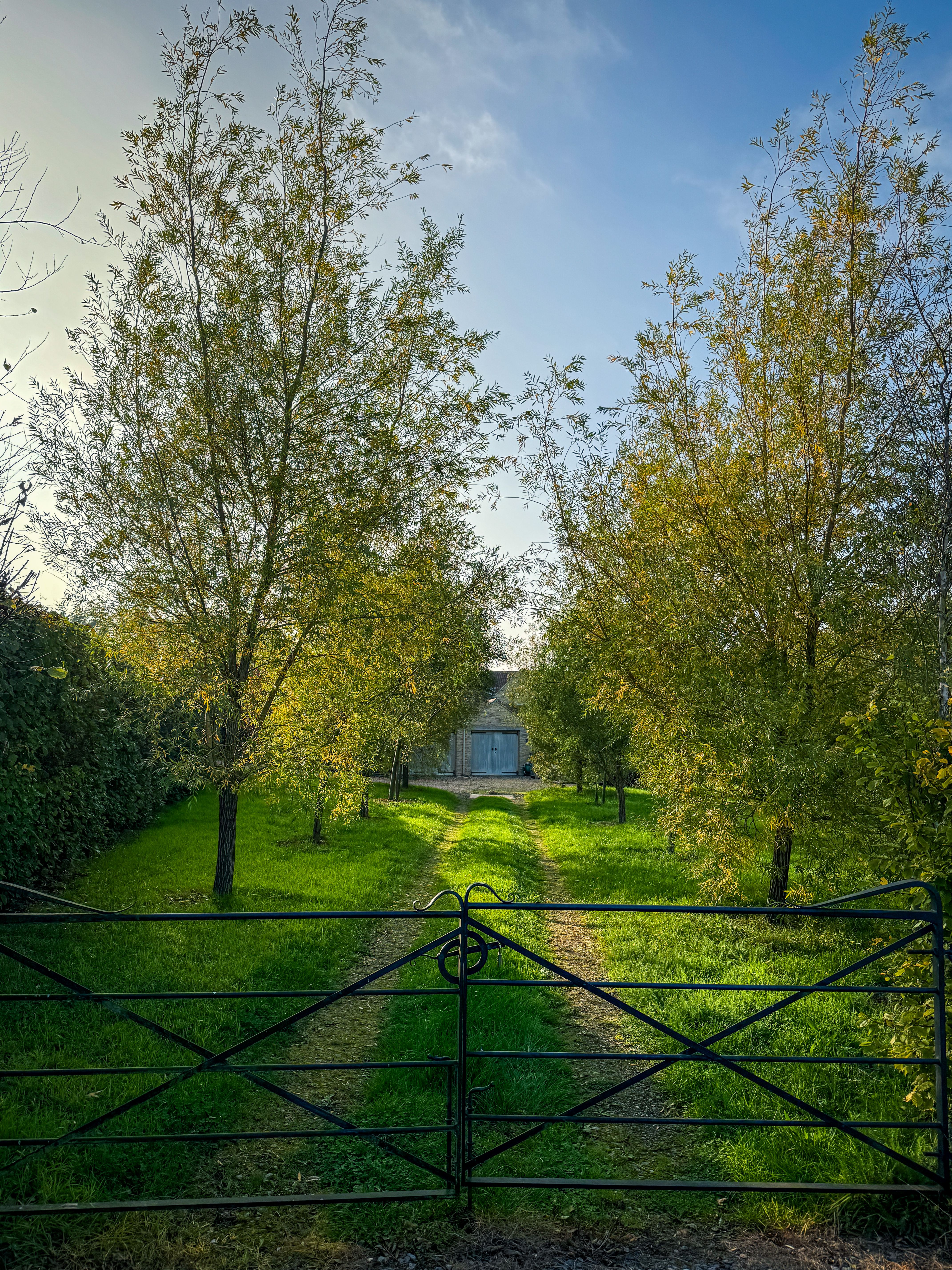 Charming Country Driveway with Lush Greenery · Free Stock Photo