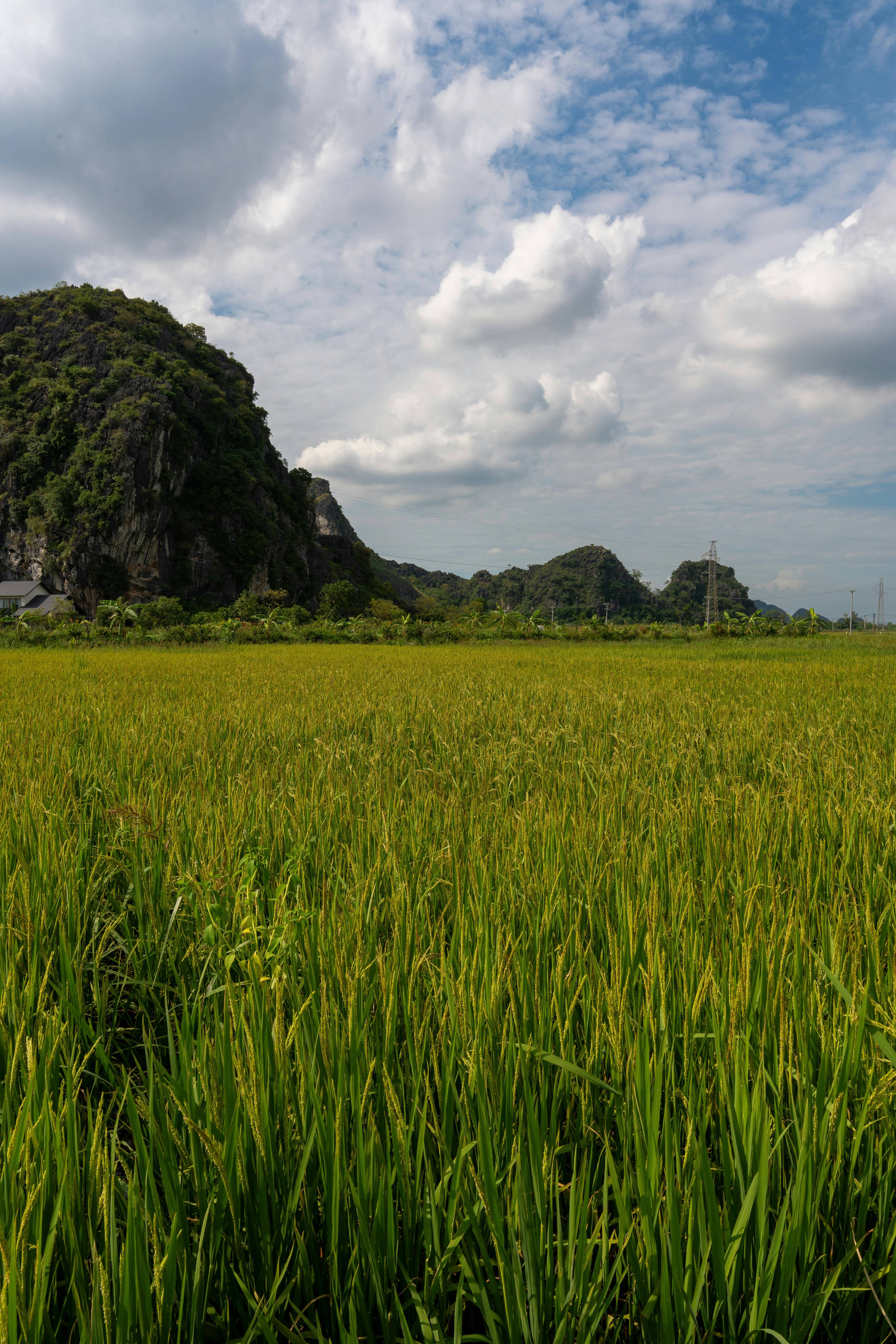 Scenic Rice Field Landscape in Hanoi, Vietnam · Free Stock Photo