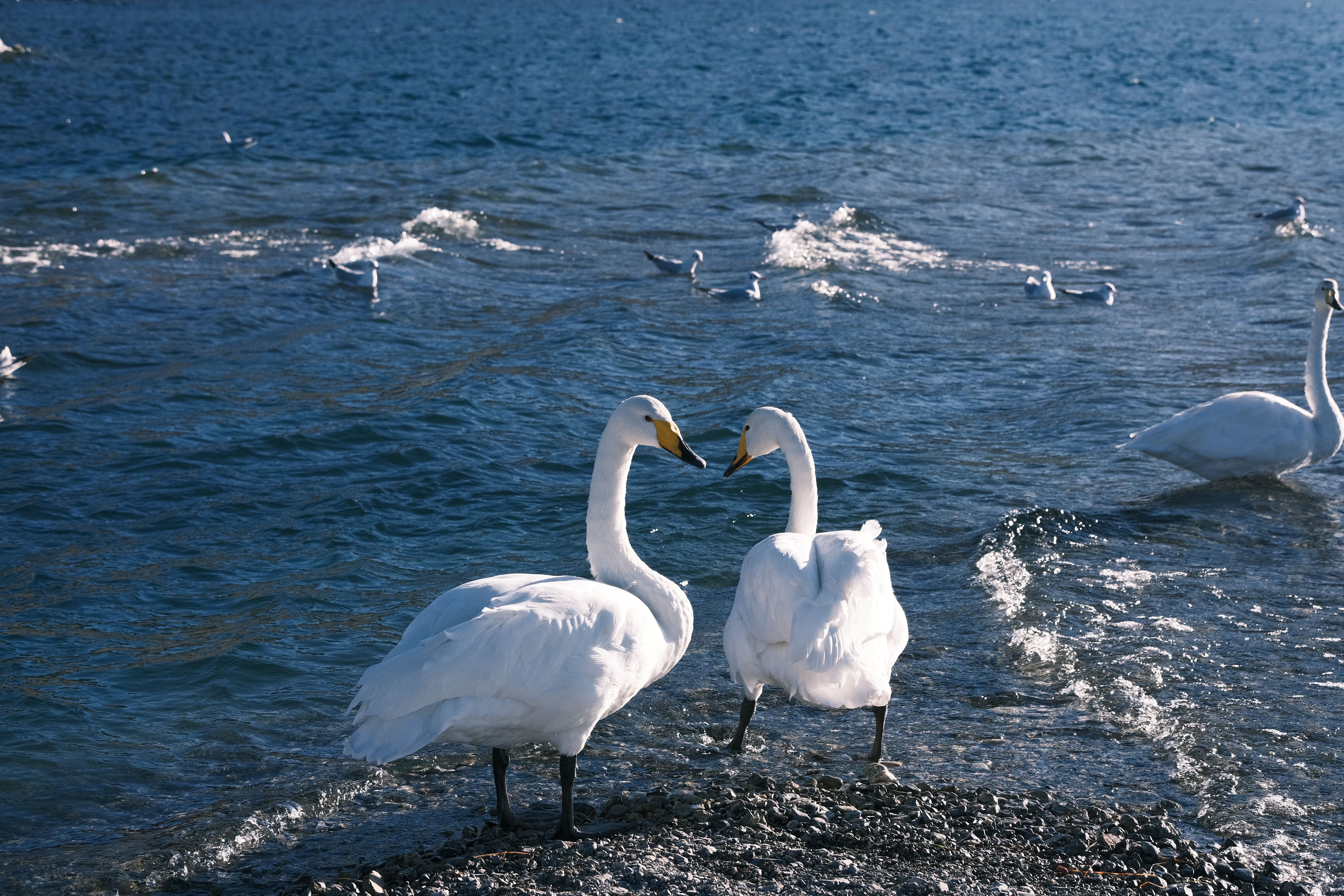 Beautiful Swans by the Tranquil Lakeside · Free Stock Photo