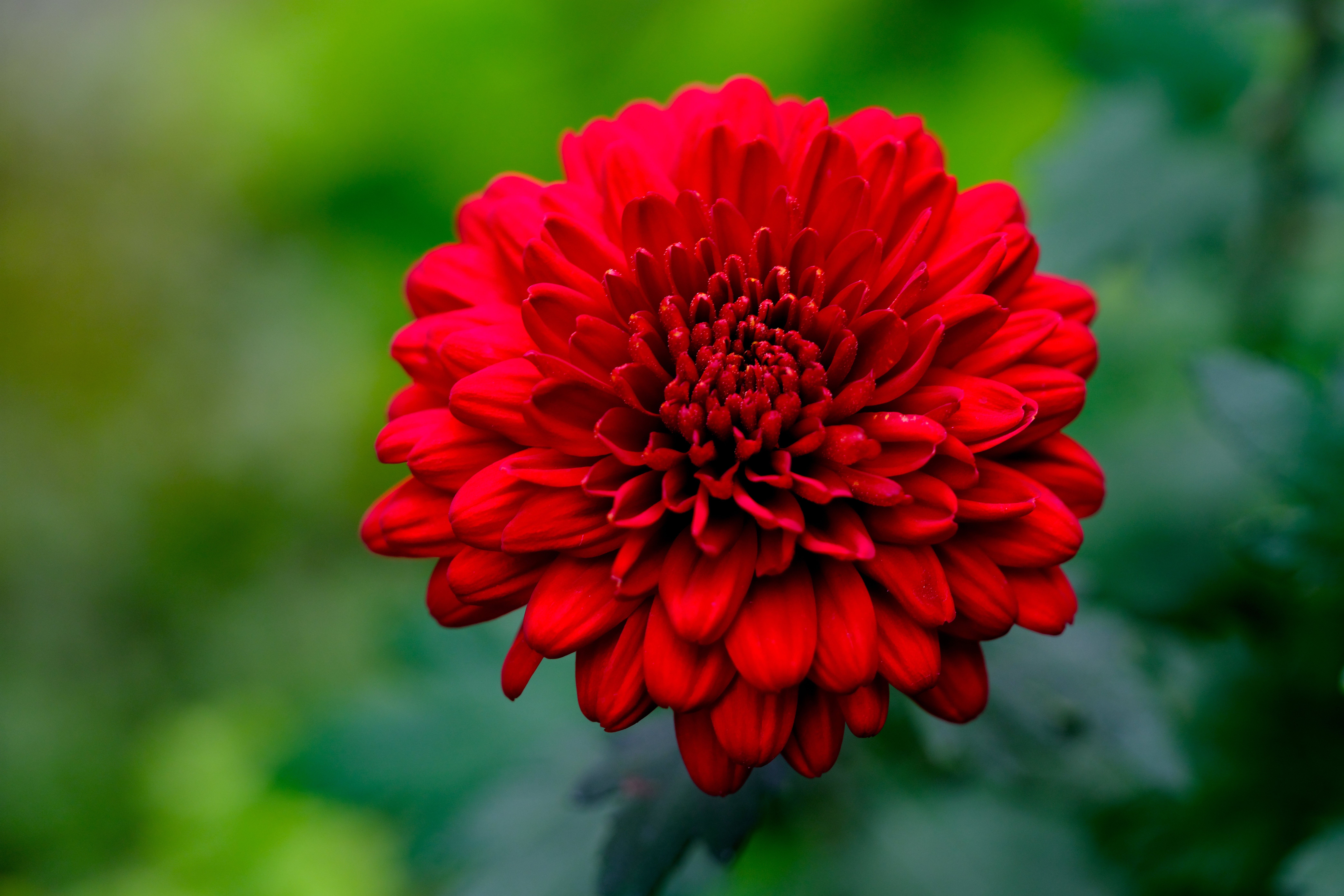 Red Dahlia Flower · Free Stock Photo