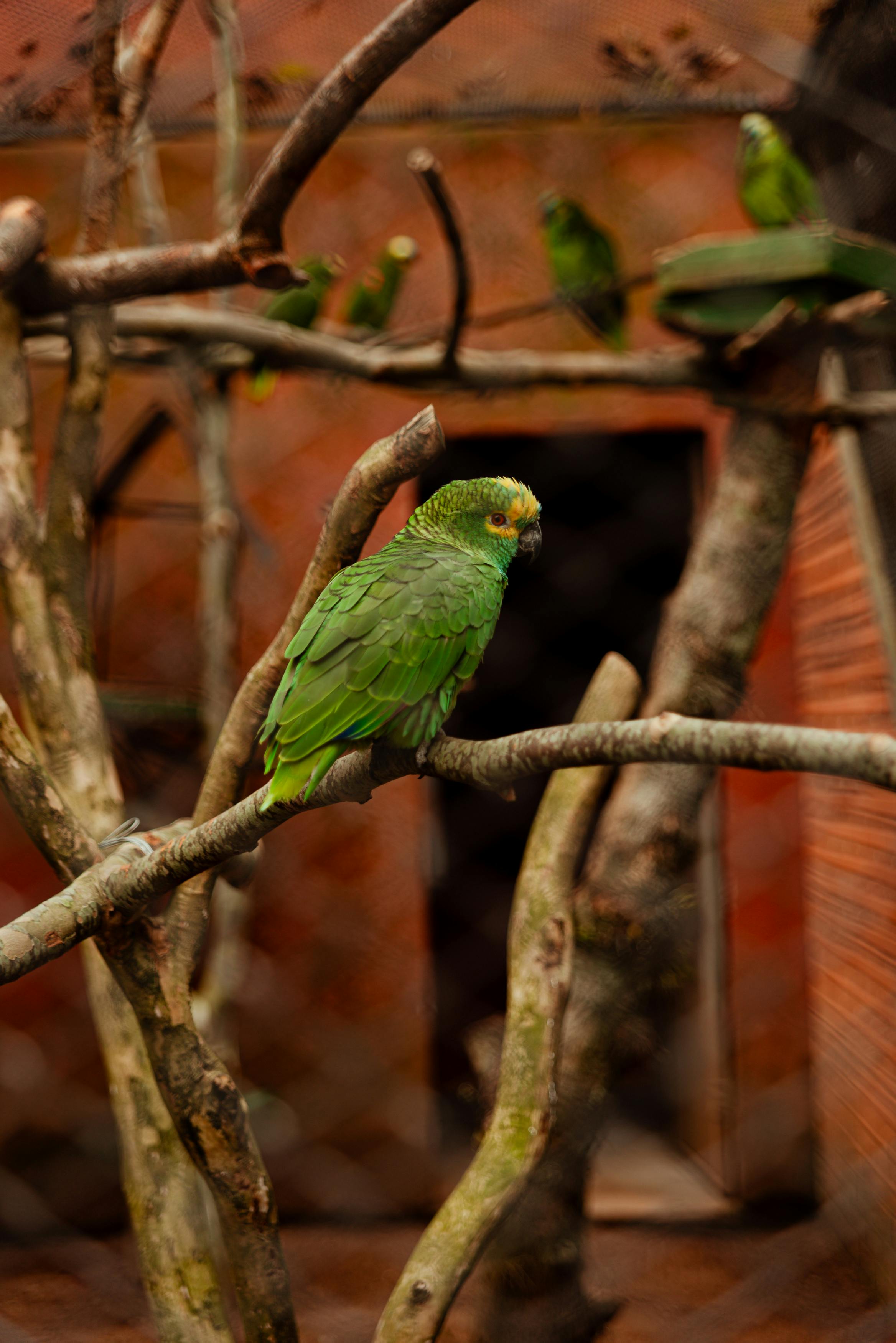 Parrot Images Photos, Download The BEST Free Parrot Images Stock Photos ...