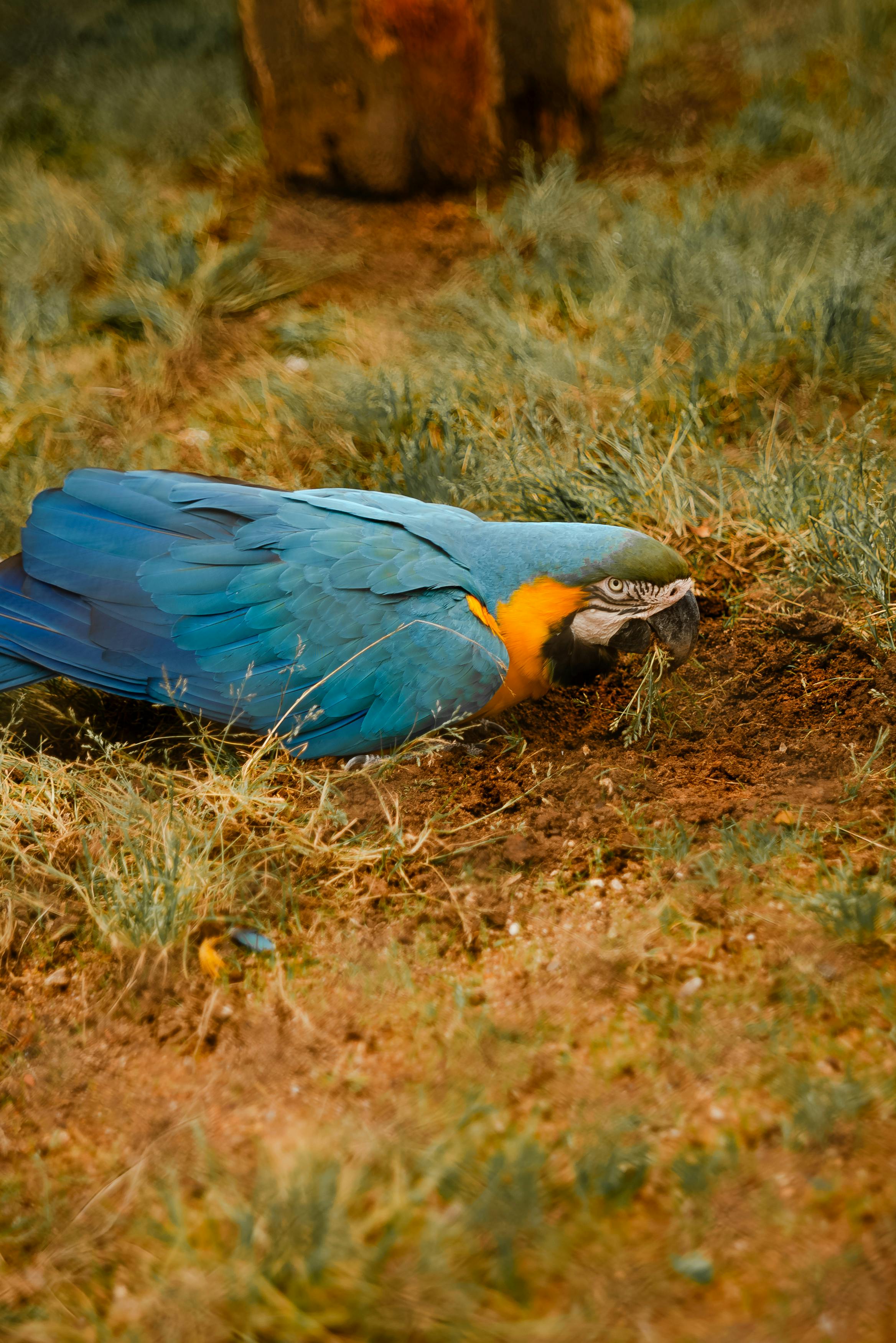 Parrot Images Photos, Download The BEST Free Parrot Images Stock Photos ...