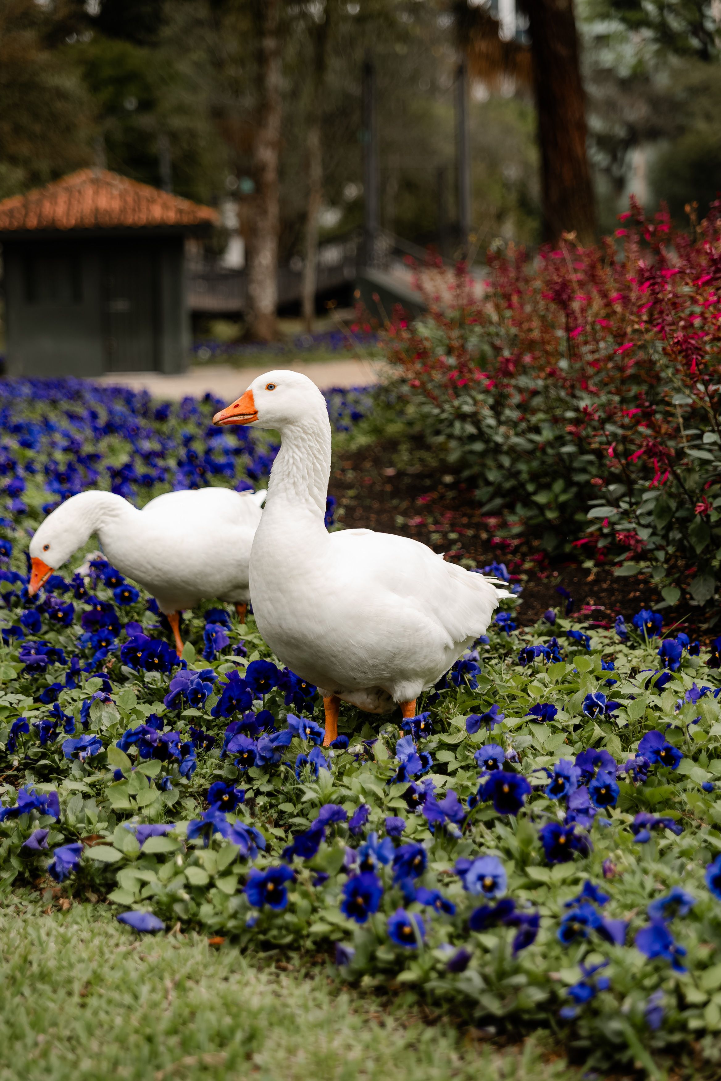 Ducks in a Vibrant Floral Garden Setting · Free Stock Photo