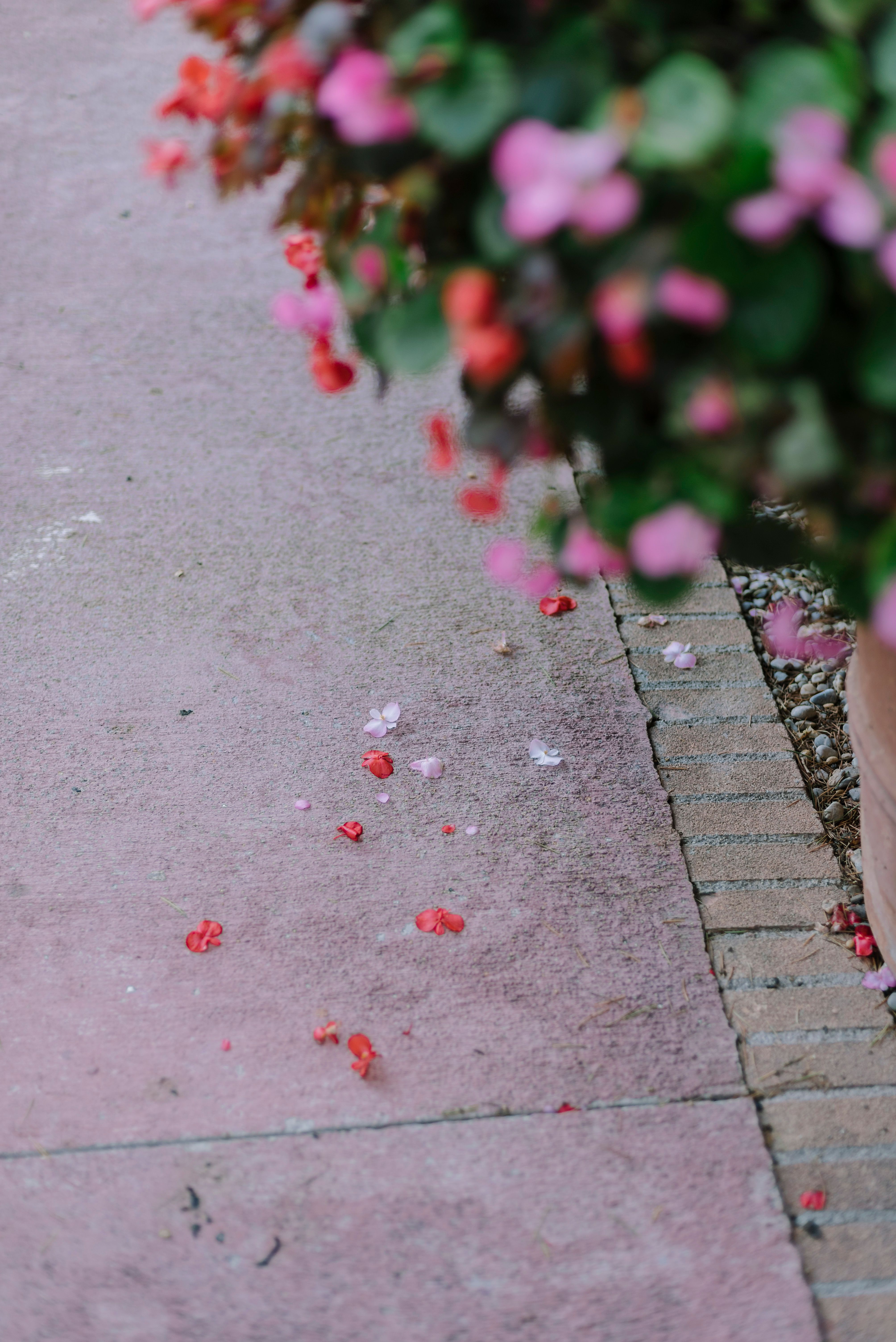 Pink Borders Photos, Download The BEST Free Pink Borders Stock Photos ...