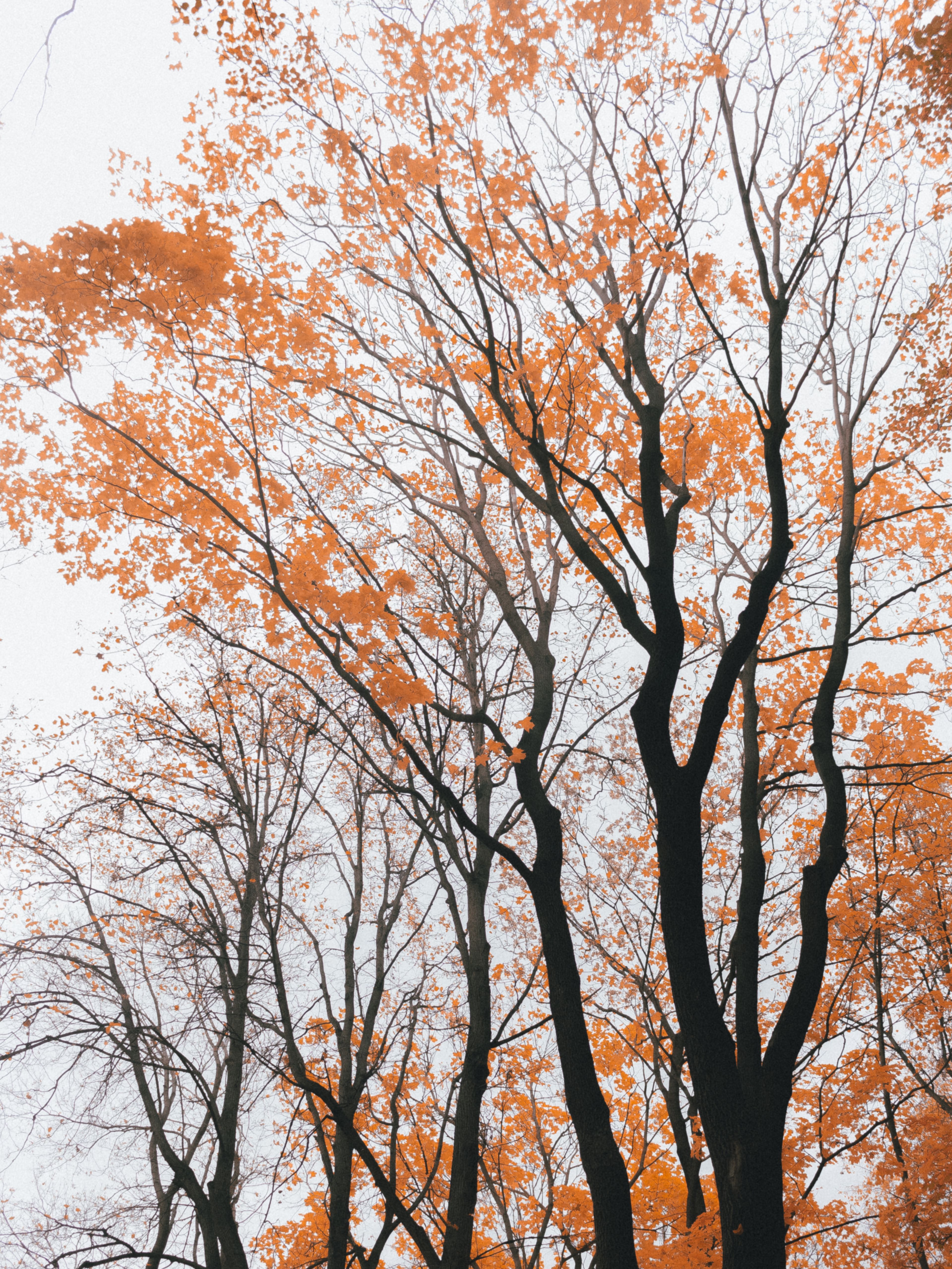 Deciduous Trees Photos, Download The BEST Free Deciduous Trees Stock ...