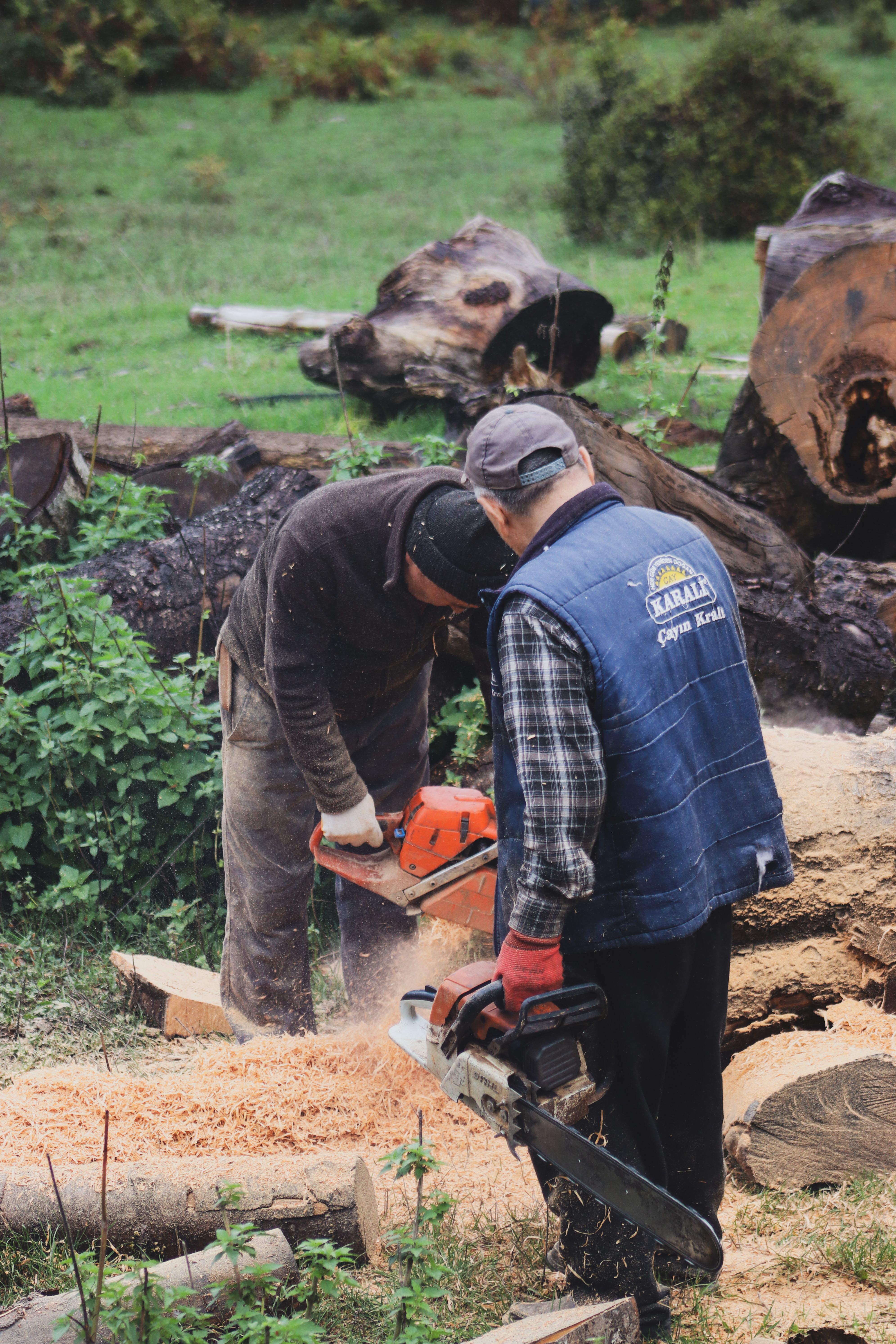 Deforestation Photos, Download The BEST Free Deforestation Stock Photos ...