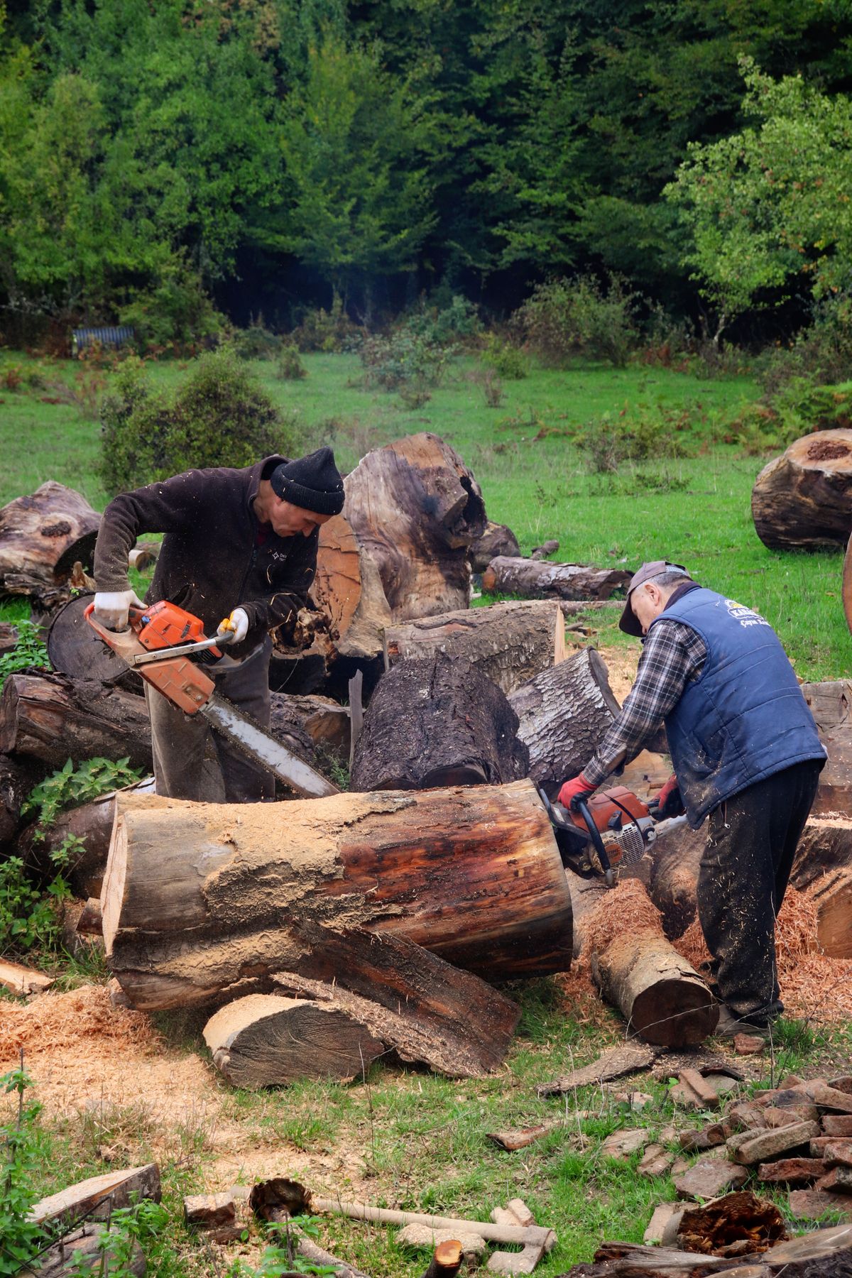 Forest Clearing Photos, Download The BEST Free Forest Clearing Stock ...