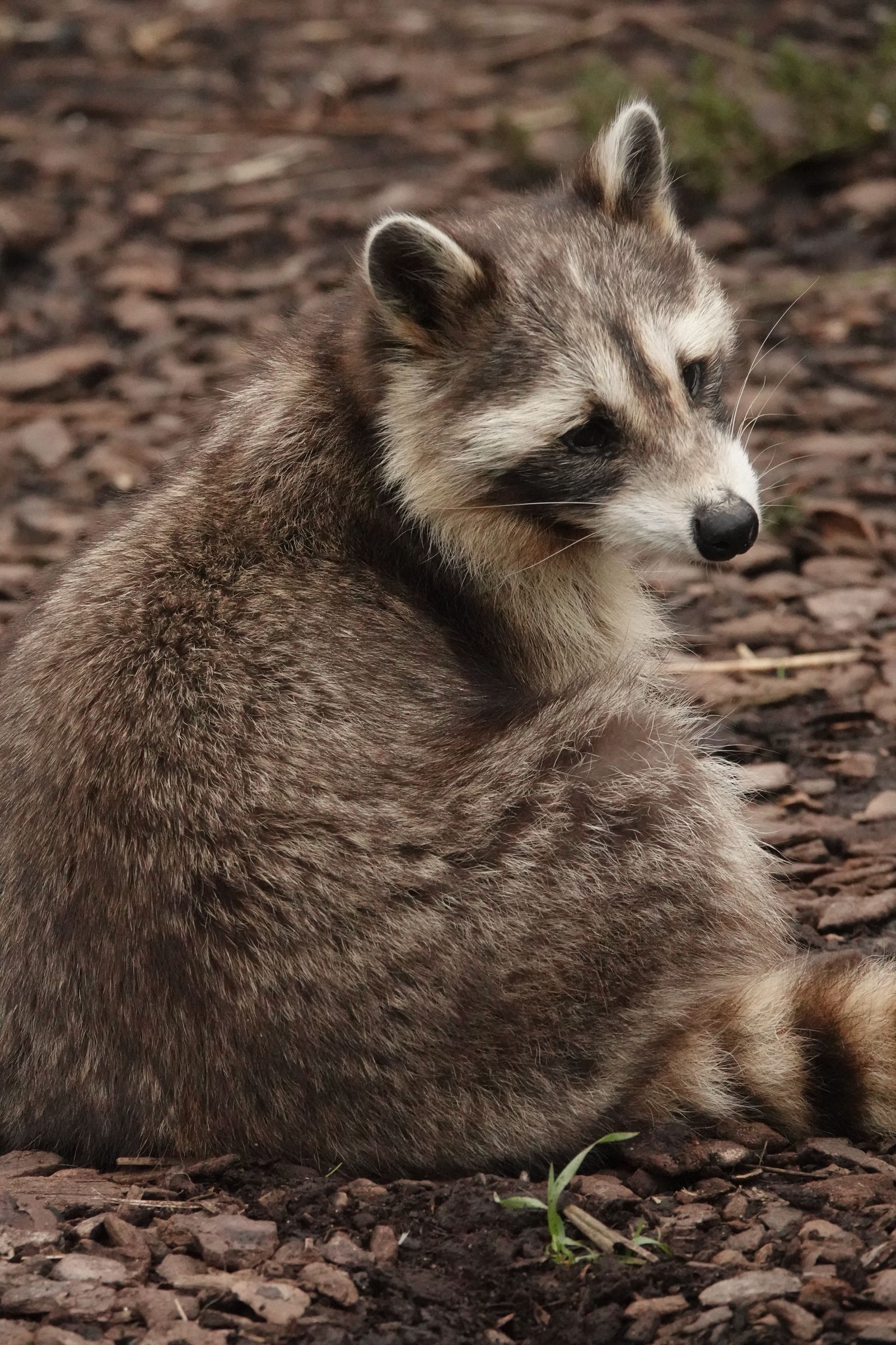 Raccoon Photos, Download The BEST Free Raccoon Stock Photos & HD Images
