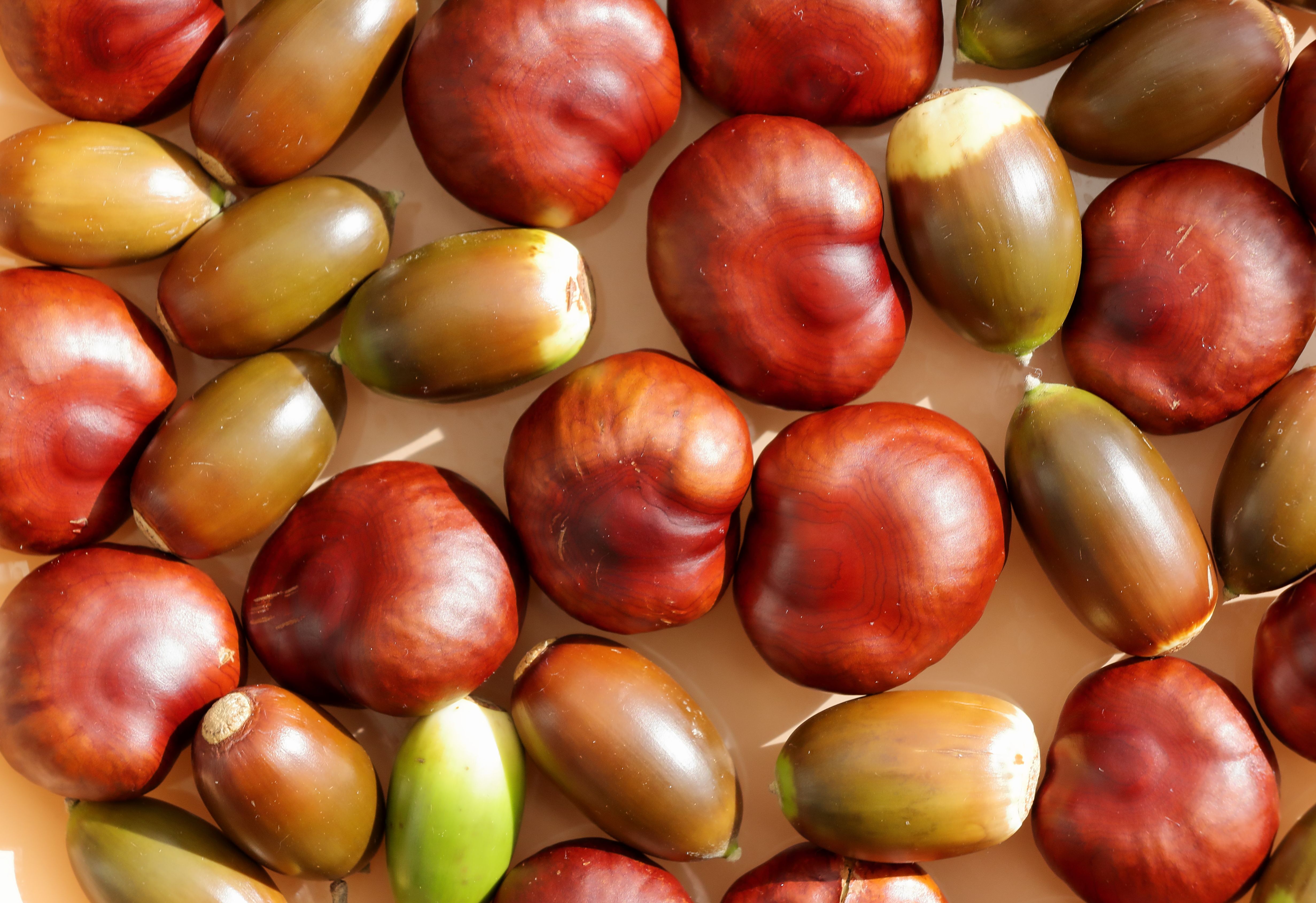 Primer Plano De Frutos De Palmeras Tropicales En Exhibición · Foto de ...