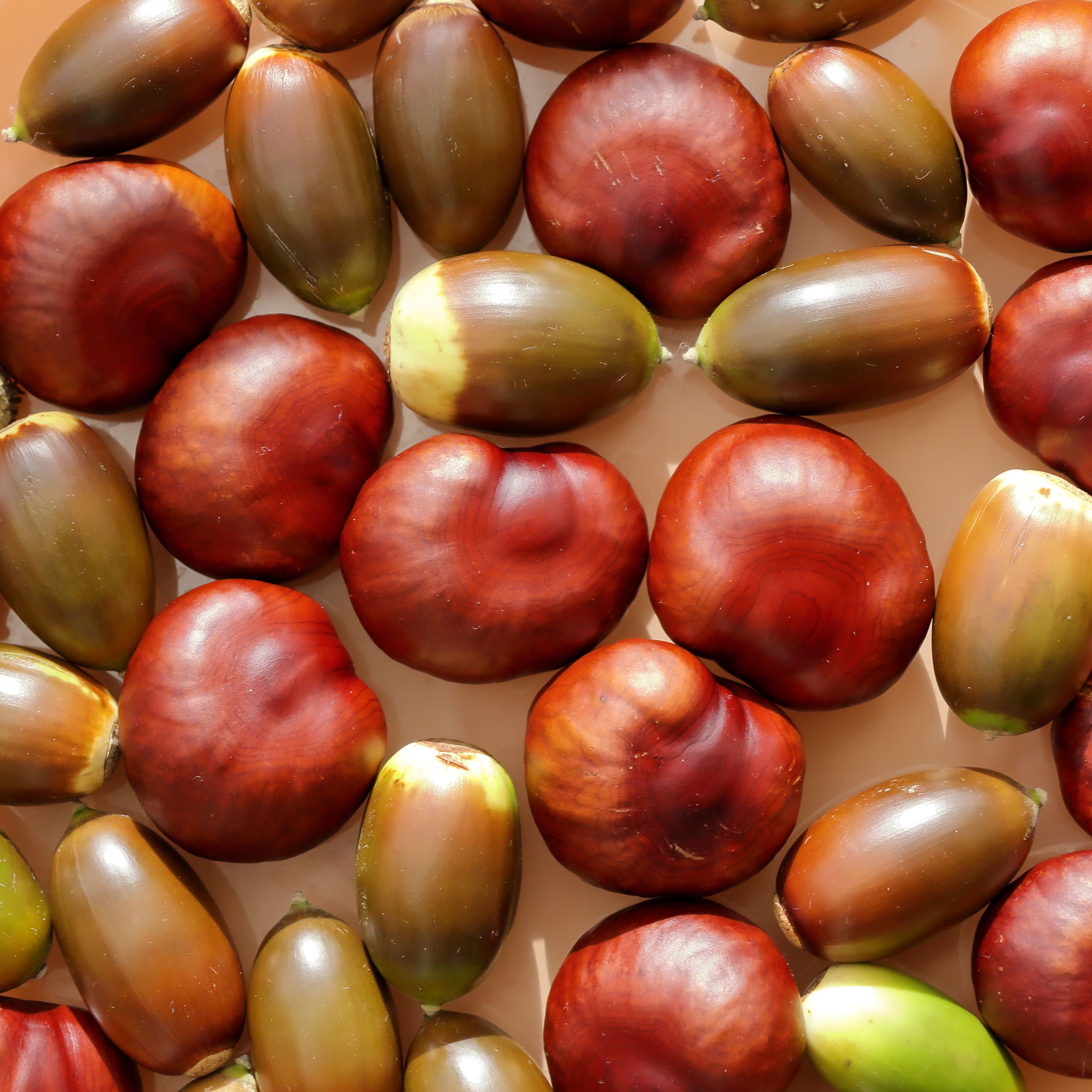 Close-up of Ripe and Freshly Harvested Acorns · Free Stock Photo