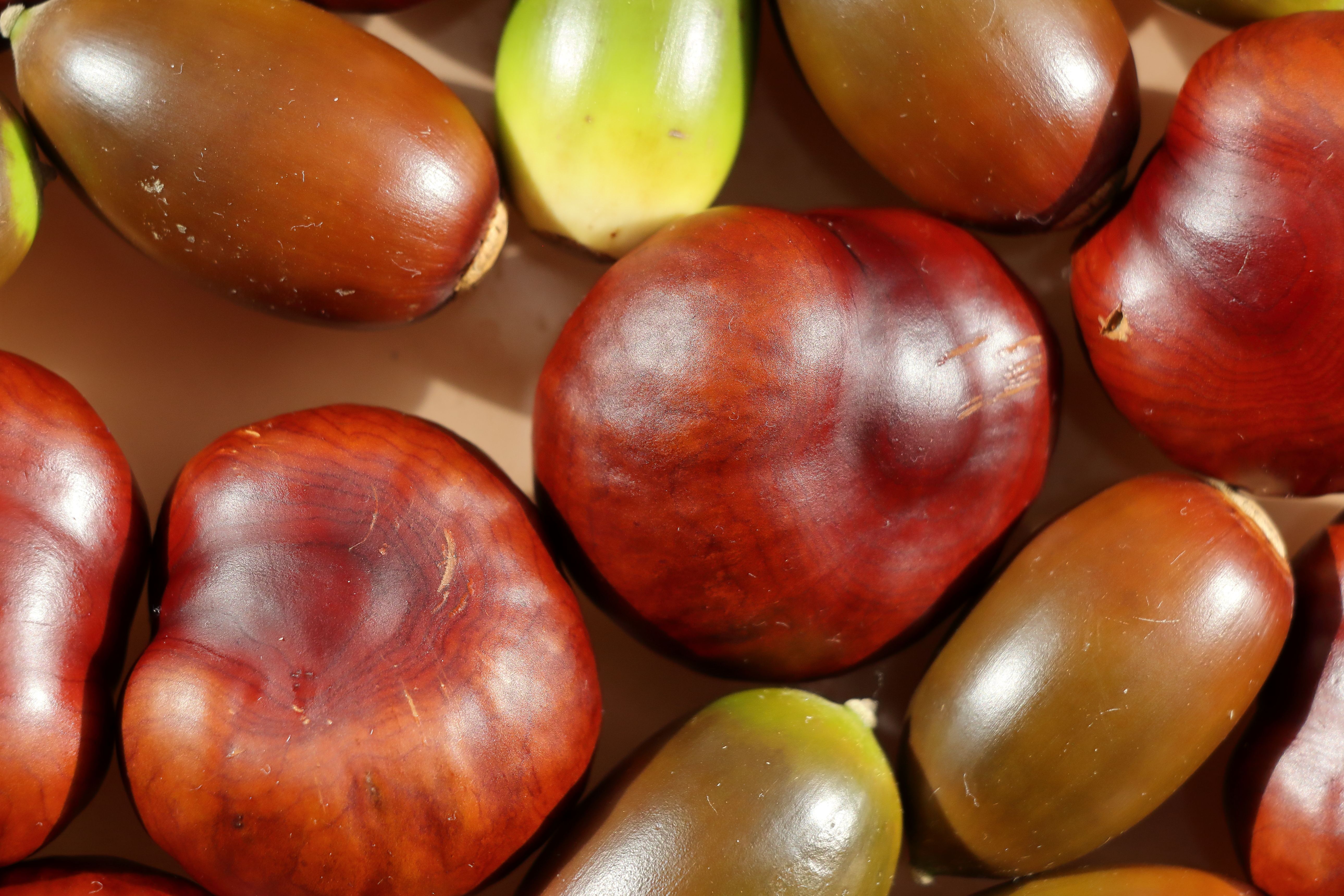 Close-up of Fresh Chestnuts and Dates · Free Stock Photo