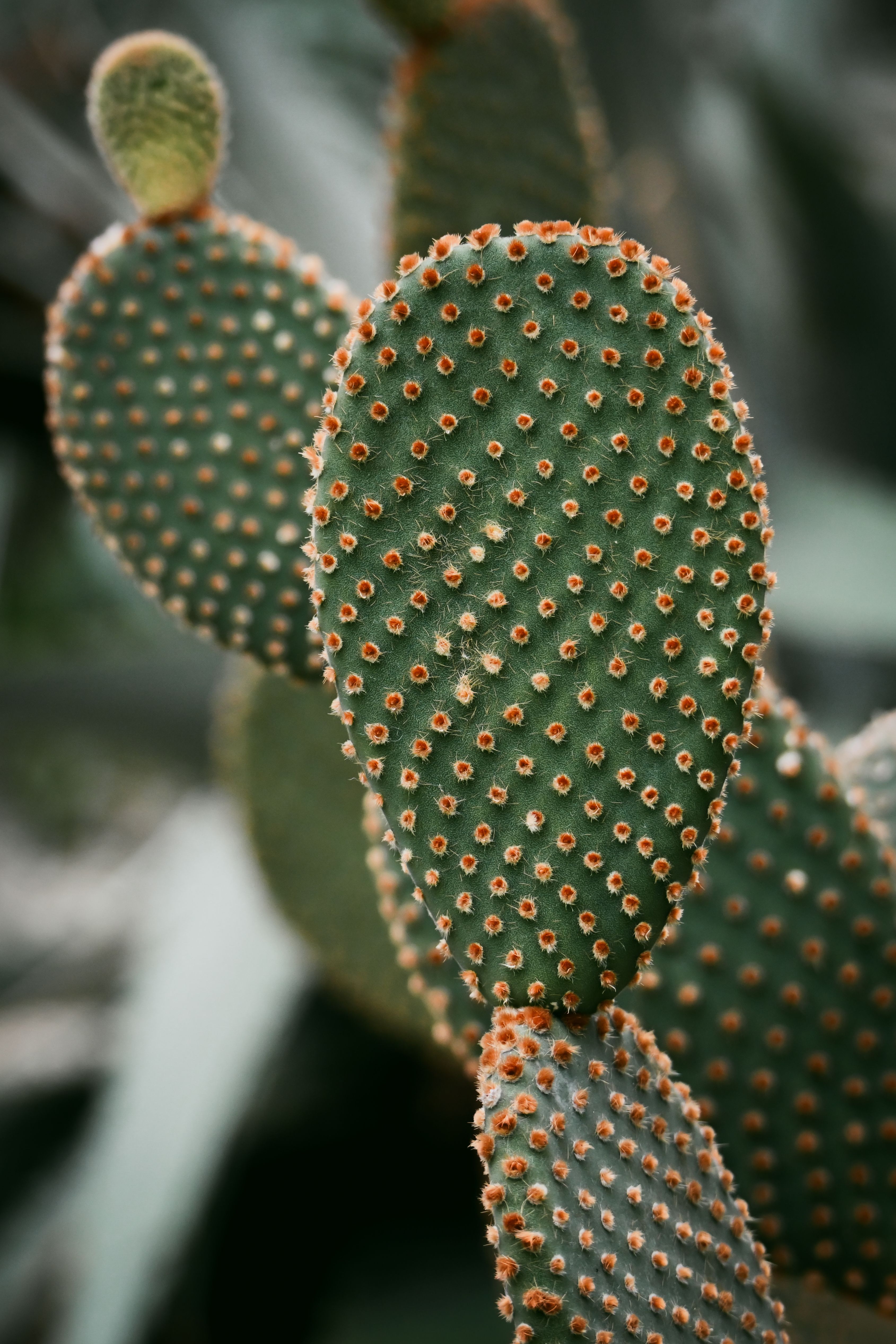 Close-Up of a Prickly Pear Cactus Pad · Free Stock Photo