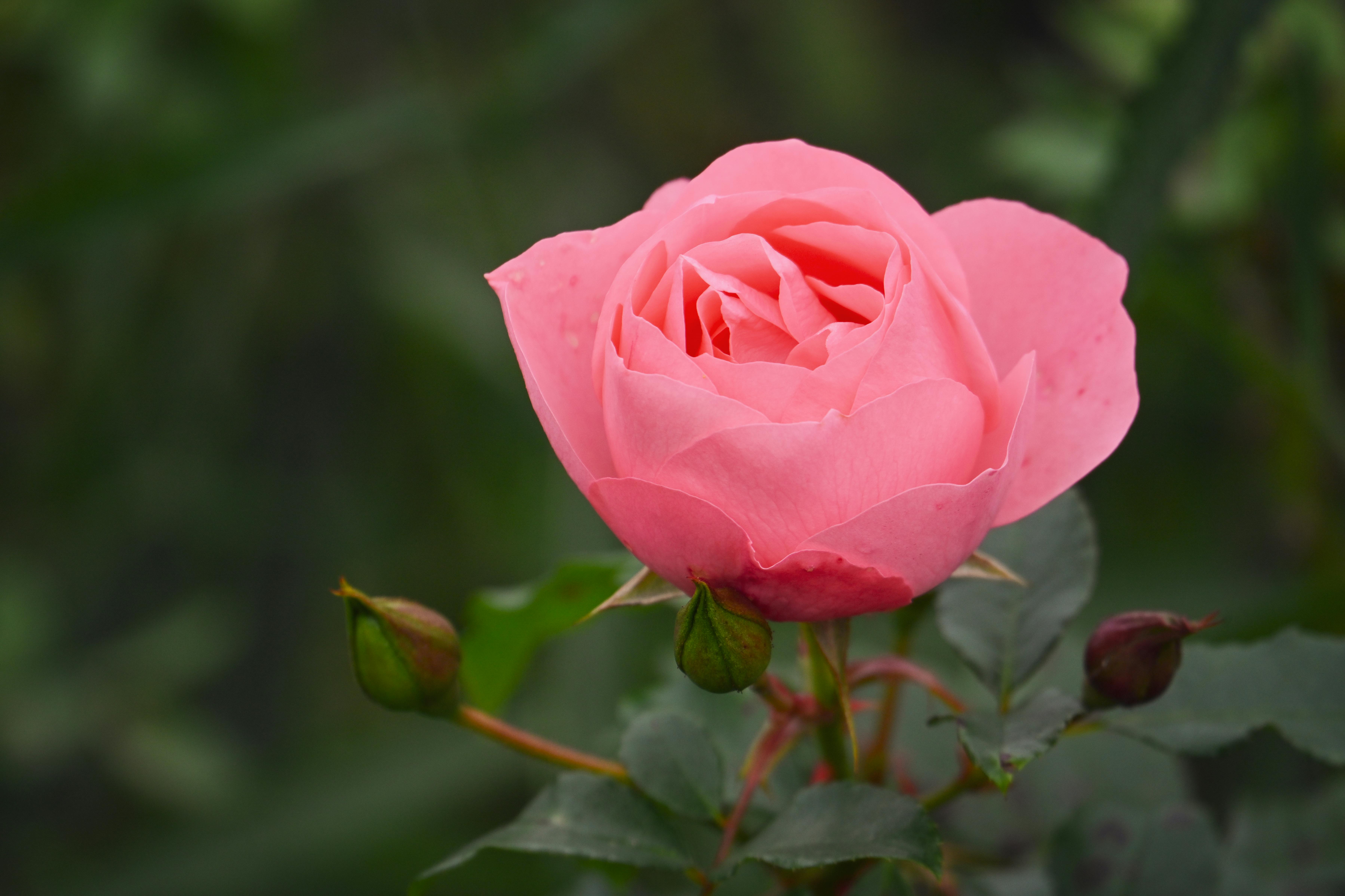 100 000+ Aura Rose banque d’images et photos libres de droit ...