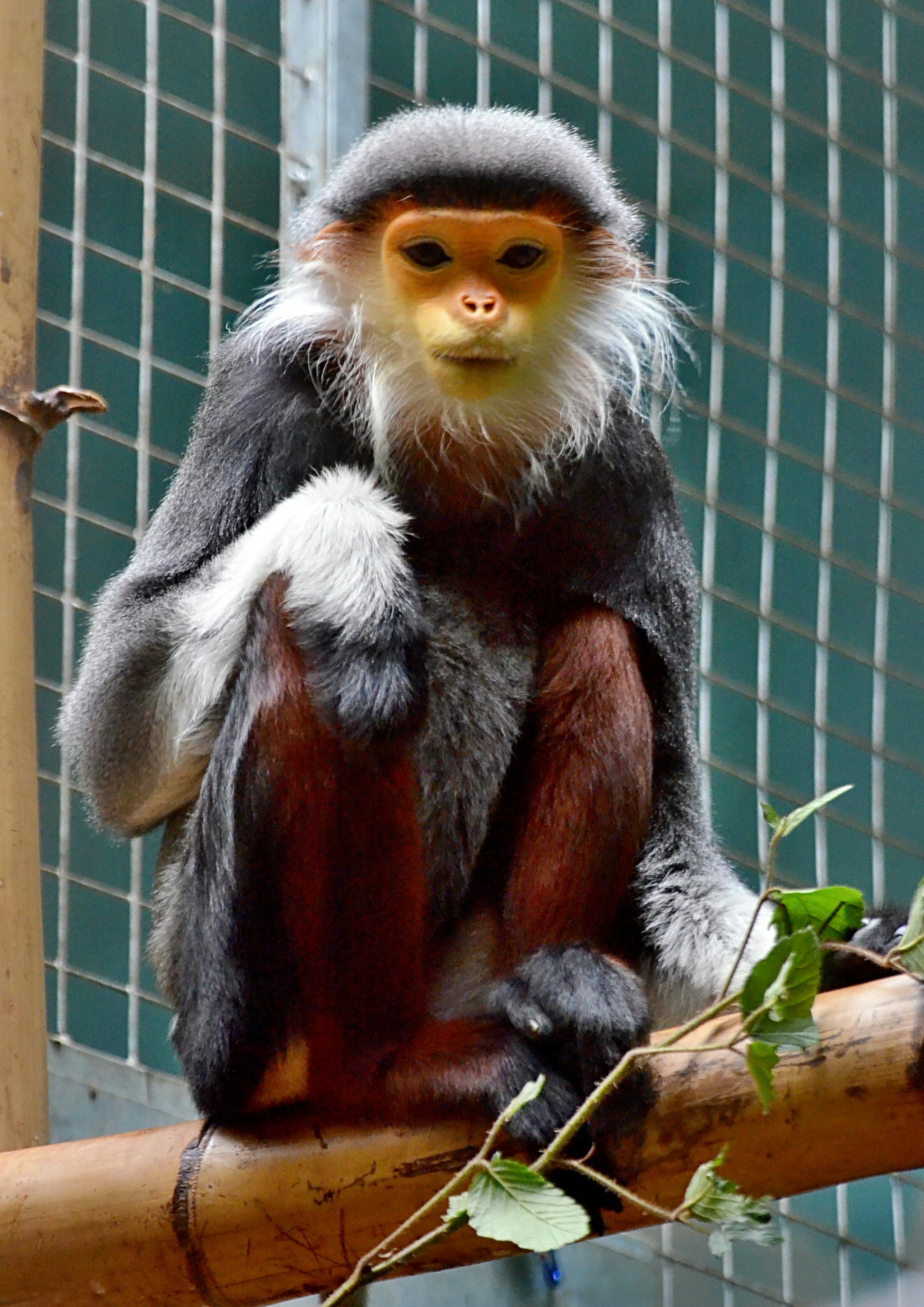 Monkey Sticking Up Middle Finger Photos, Download The BEST Free Monkey ...