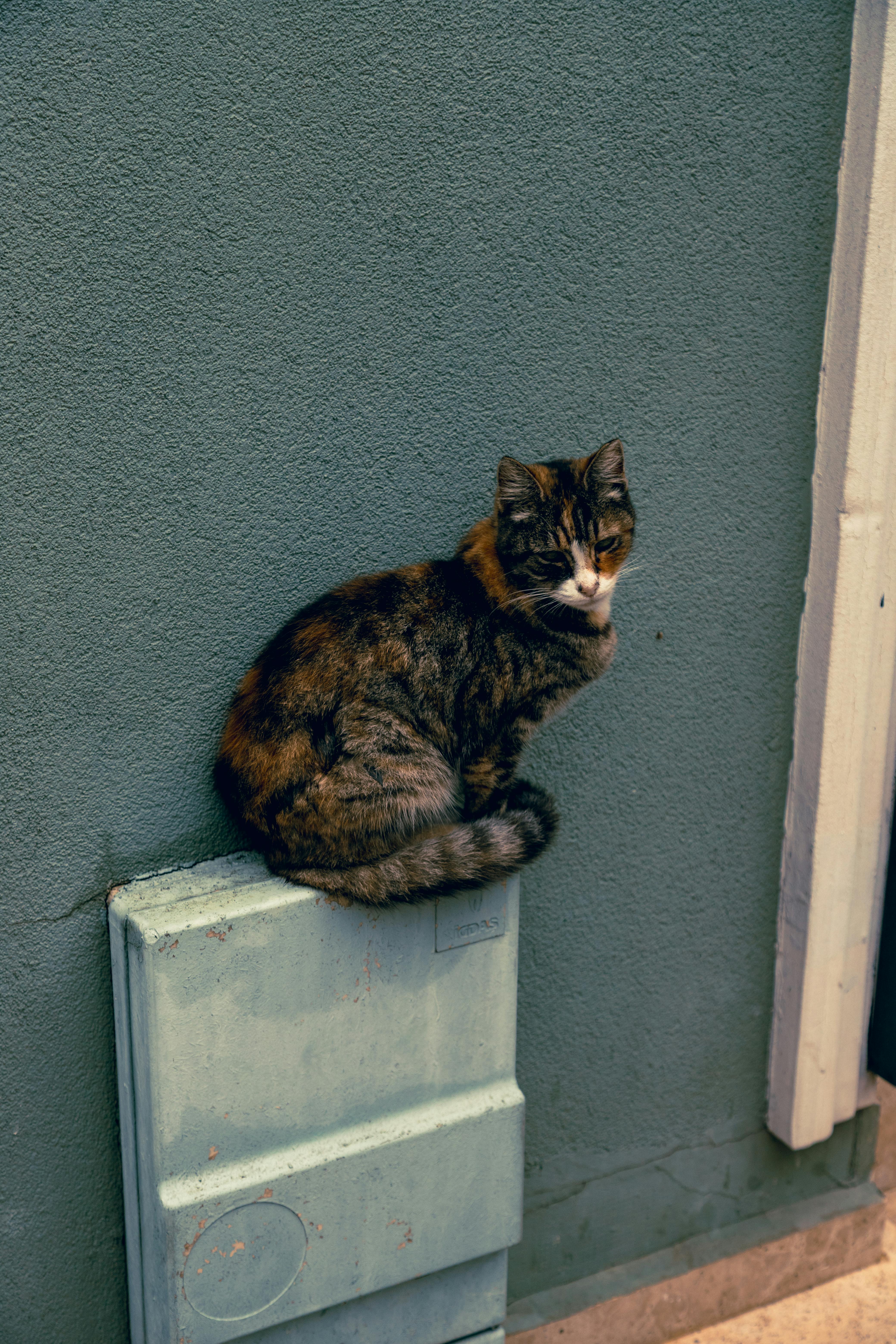 Real Cats Photos, Download The BEST Free Real Cats Stock Photos & HD Images