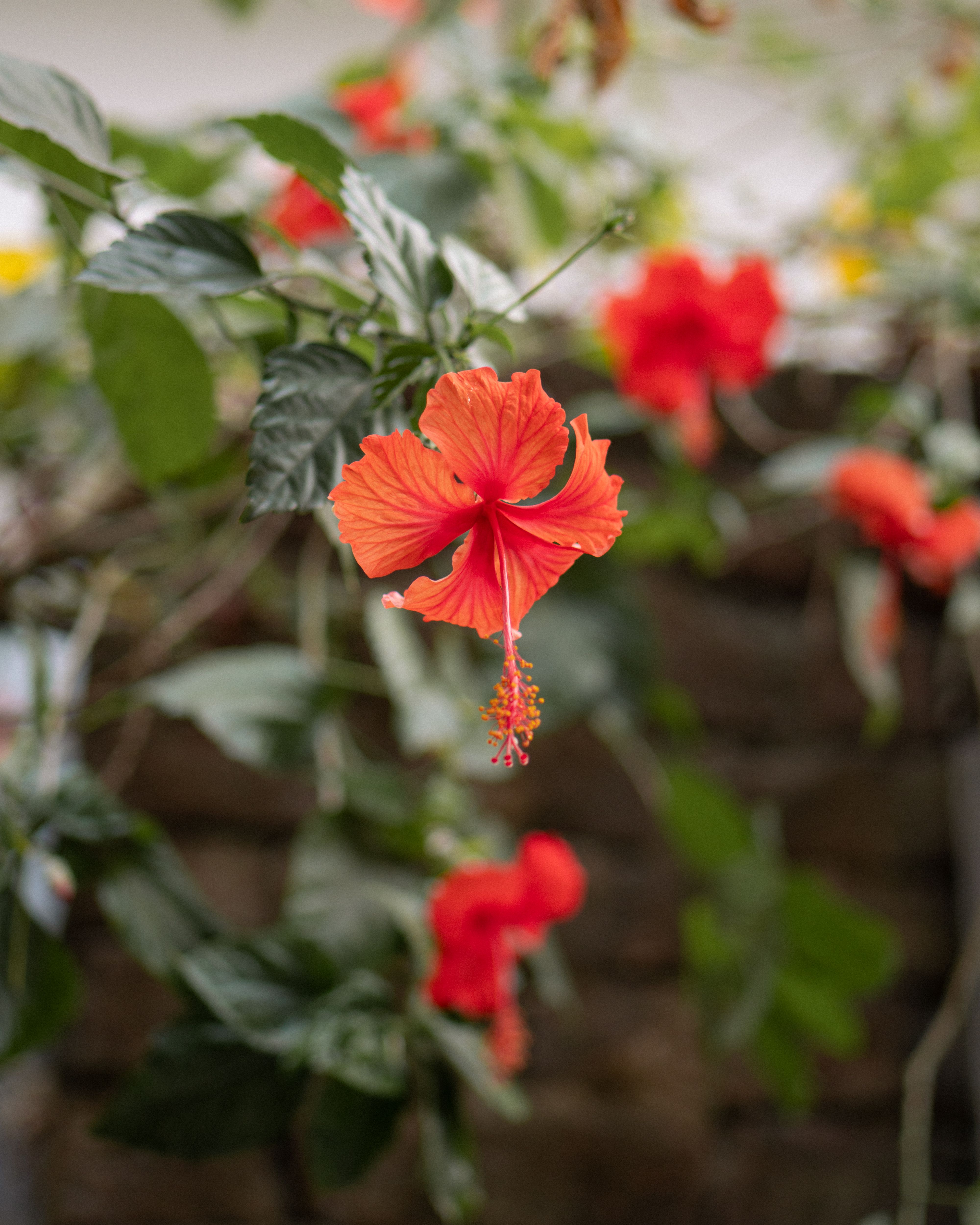 Hibiscus Flower Aesthetic Photos, Download The BEST Free Hibiscus ...
