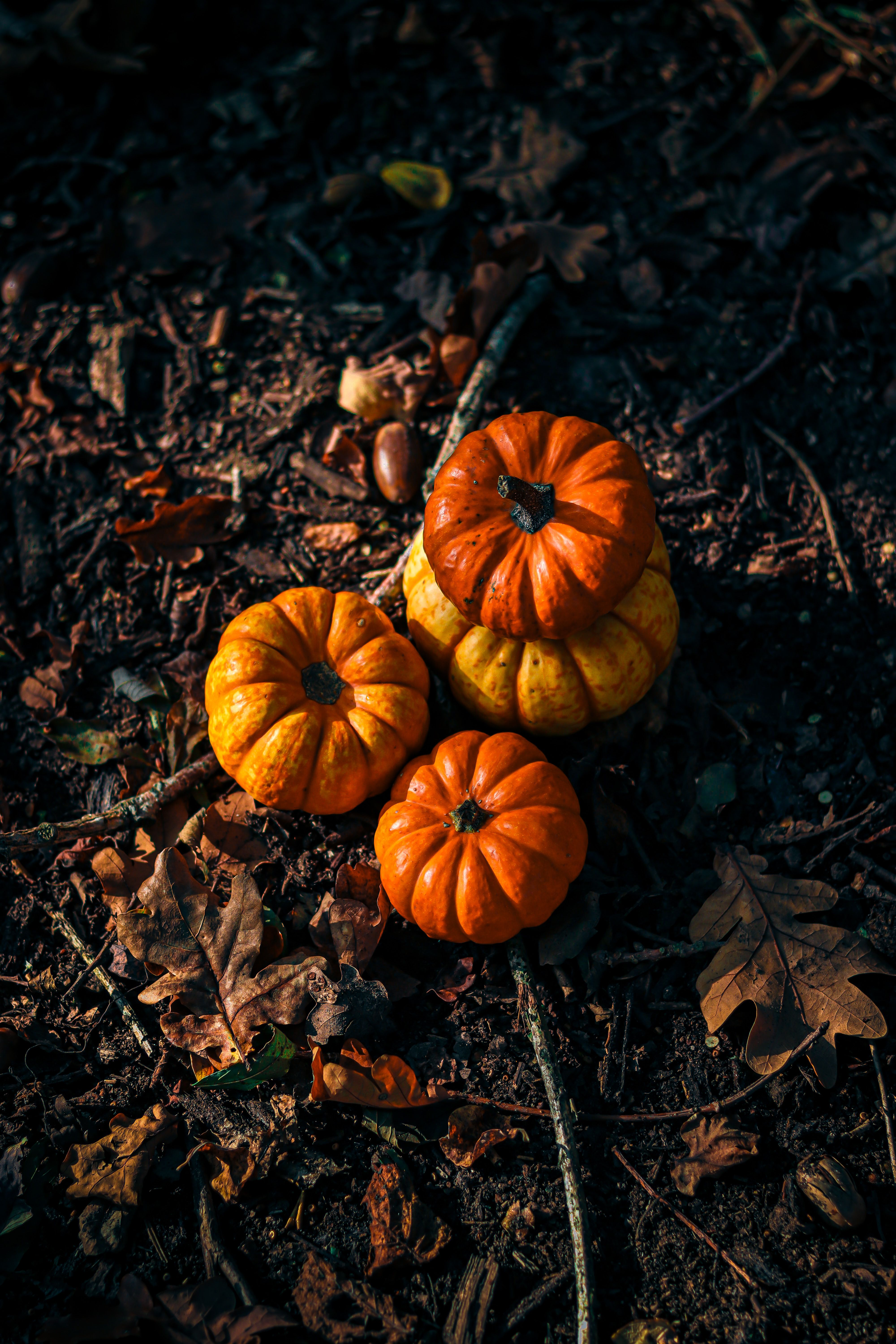 Autumn Pumpkin Photos, Download The BEST Free Autumn Pumpkin Stock ...