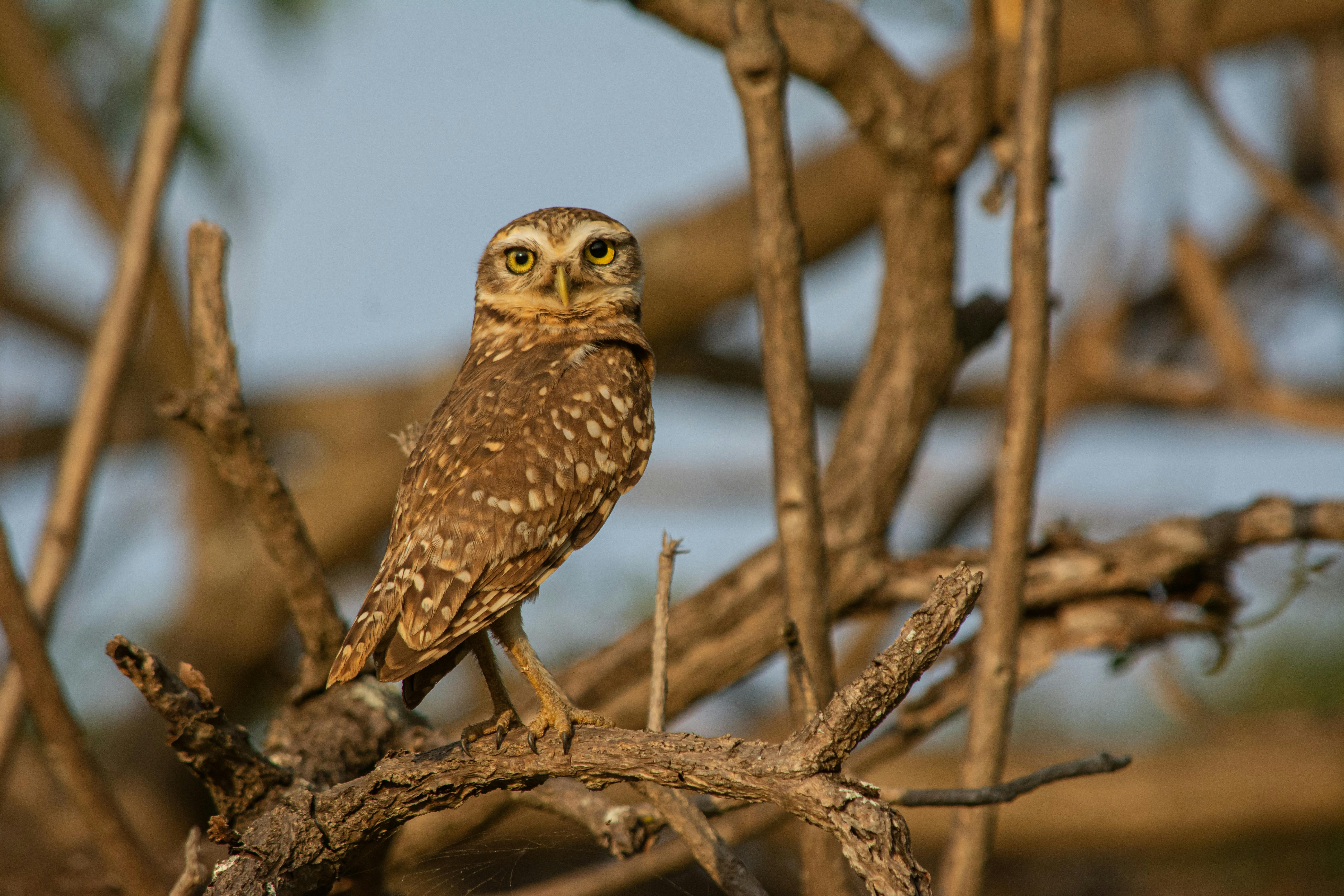 Owl In Tree Photos, Download The BEST Free Owl In Tree Stock Photos ...