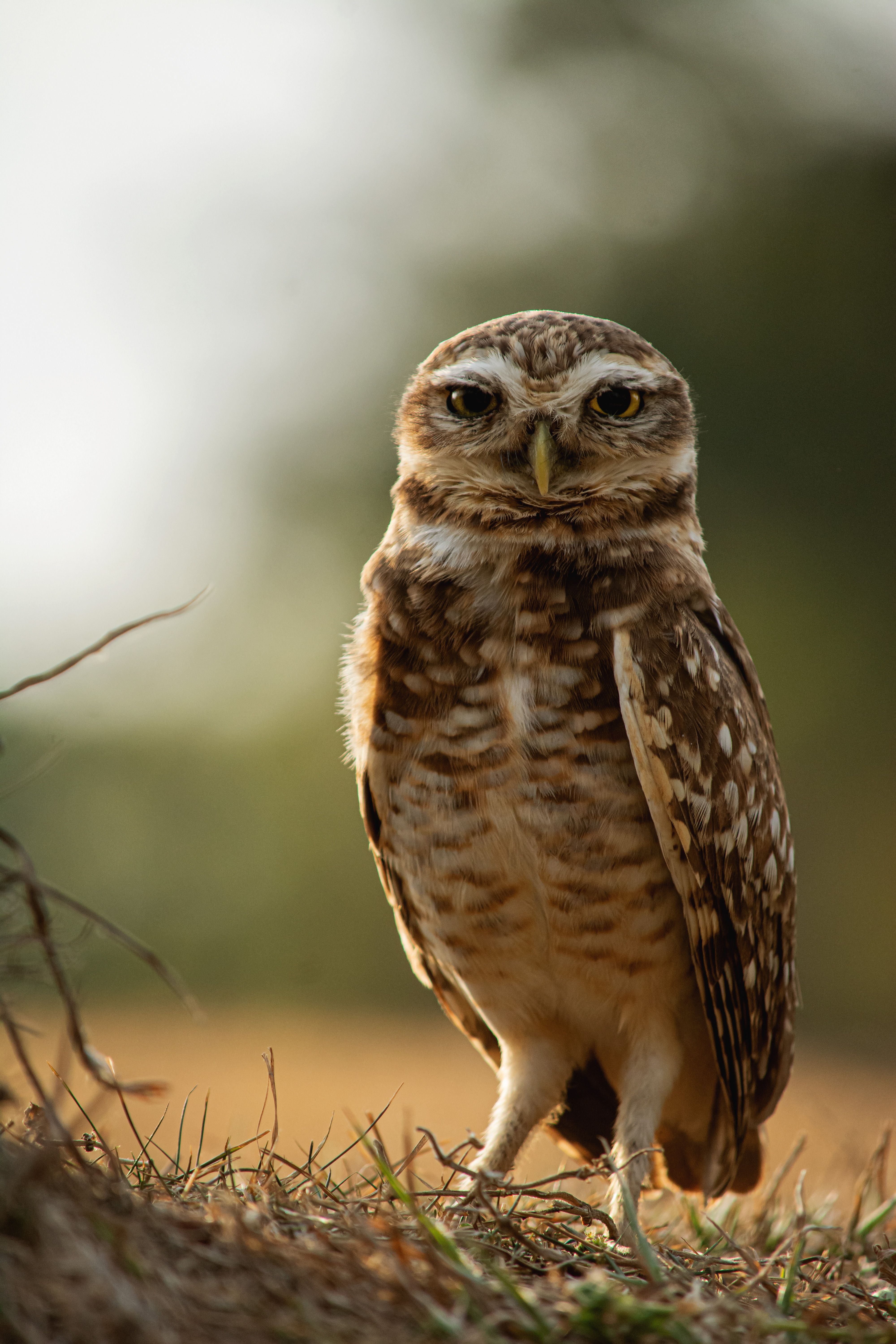 Captivating Close-Up of a Burrowing Owl in Nature · Free Stock Photo