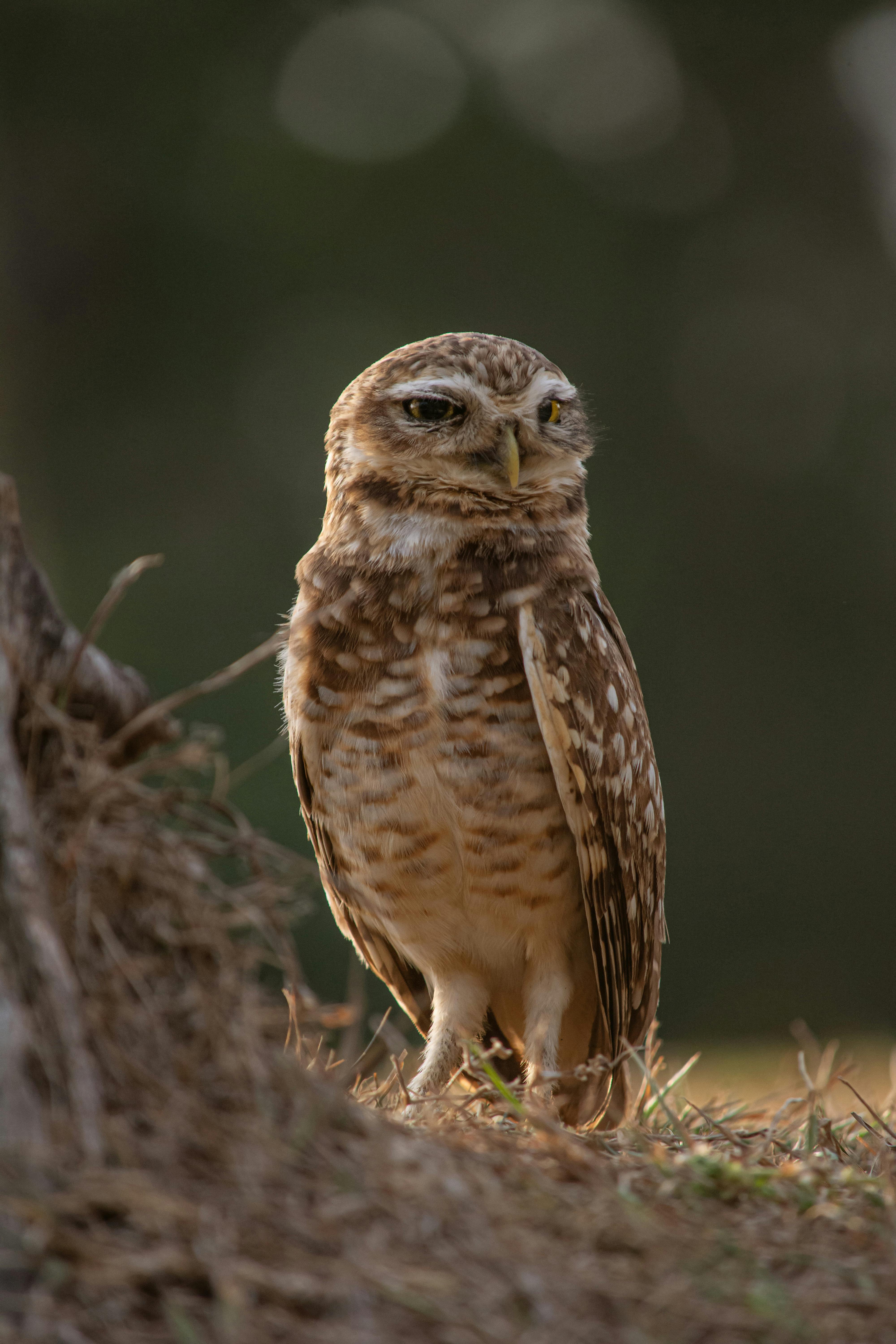 Owl In Tree Photos, Download The BEST Free Owl In Tree Stock Photos ...