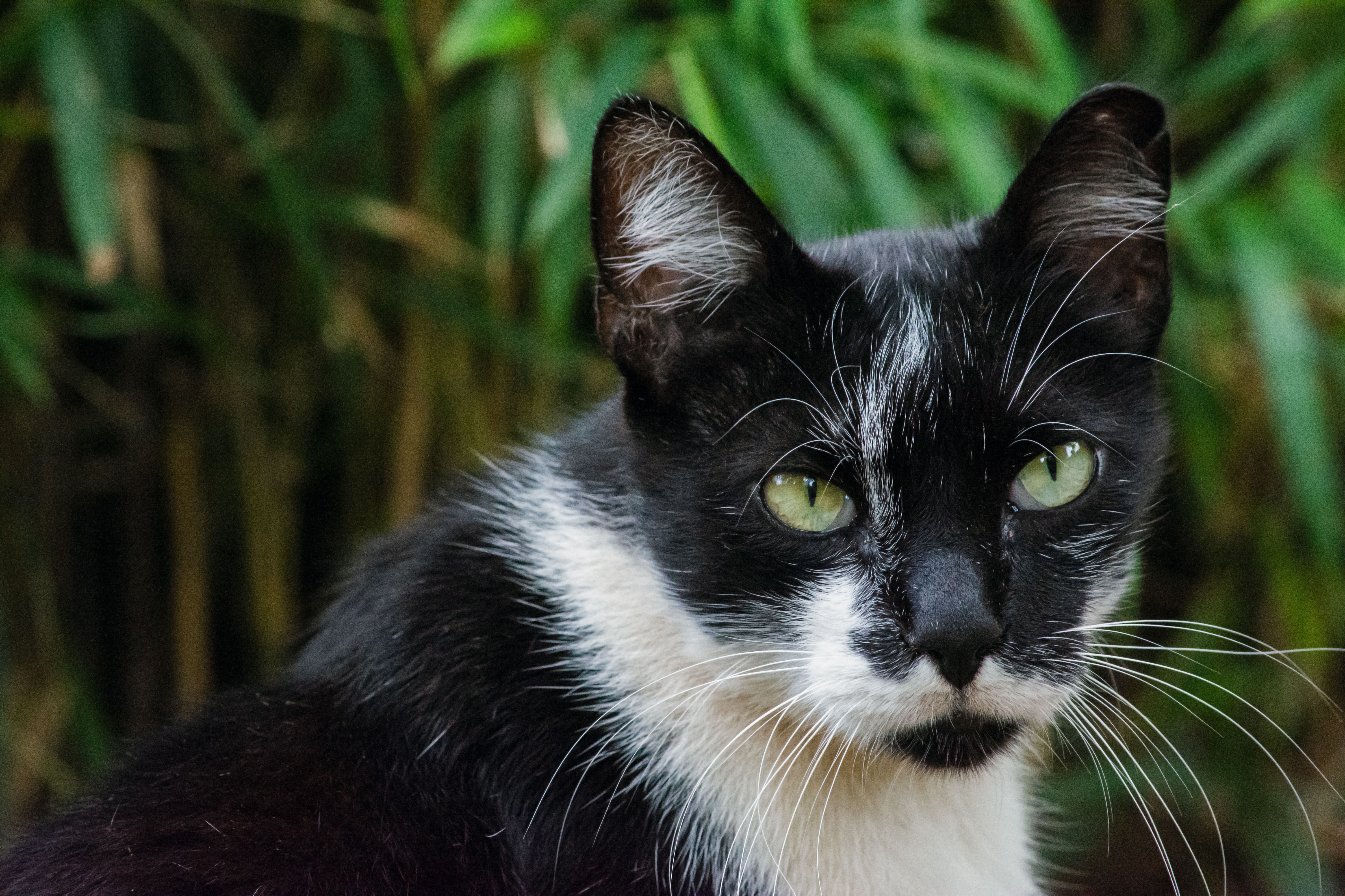 Tuxedo Cat Photos, Download The BEST Free Tuxedo Cat Stock Photos & HD ...