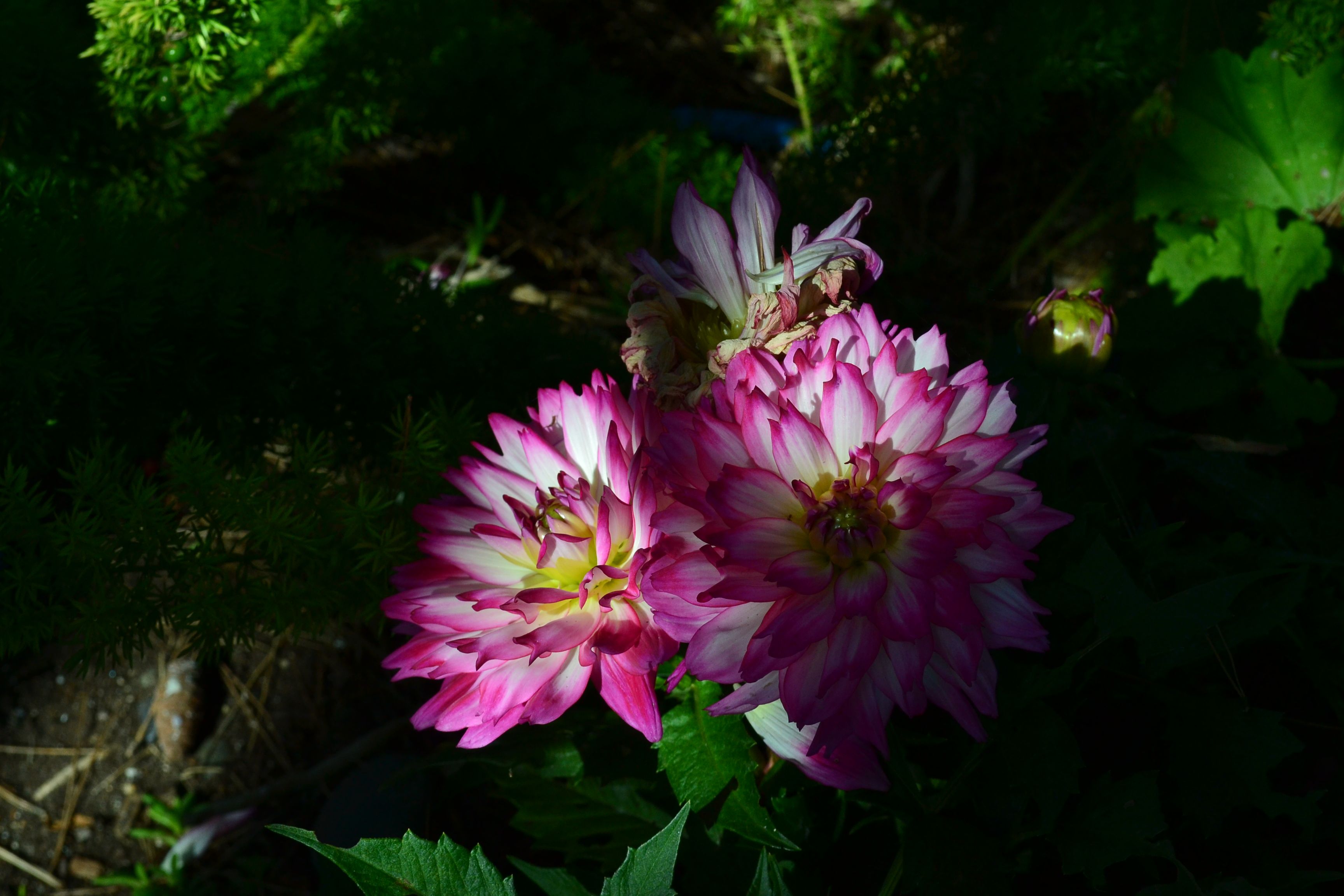 Vibrant Pink Dahlias in Natural Light · Free Stock Photo