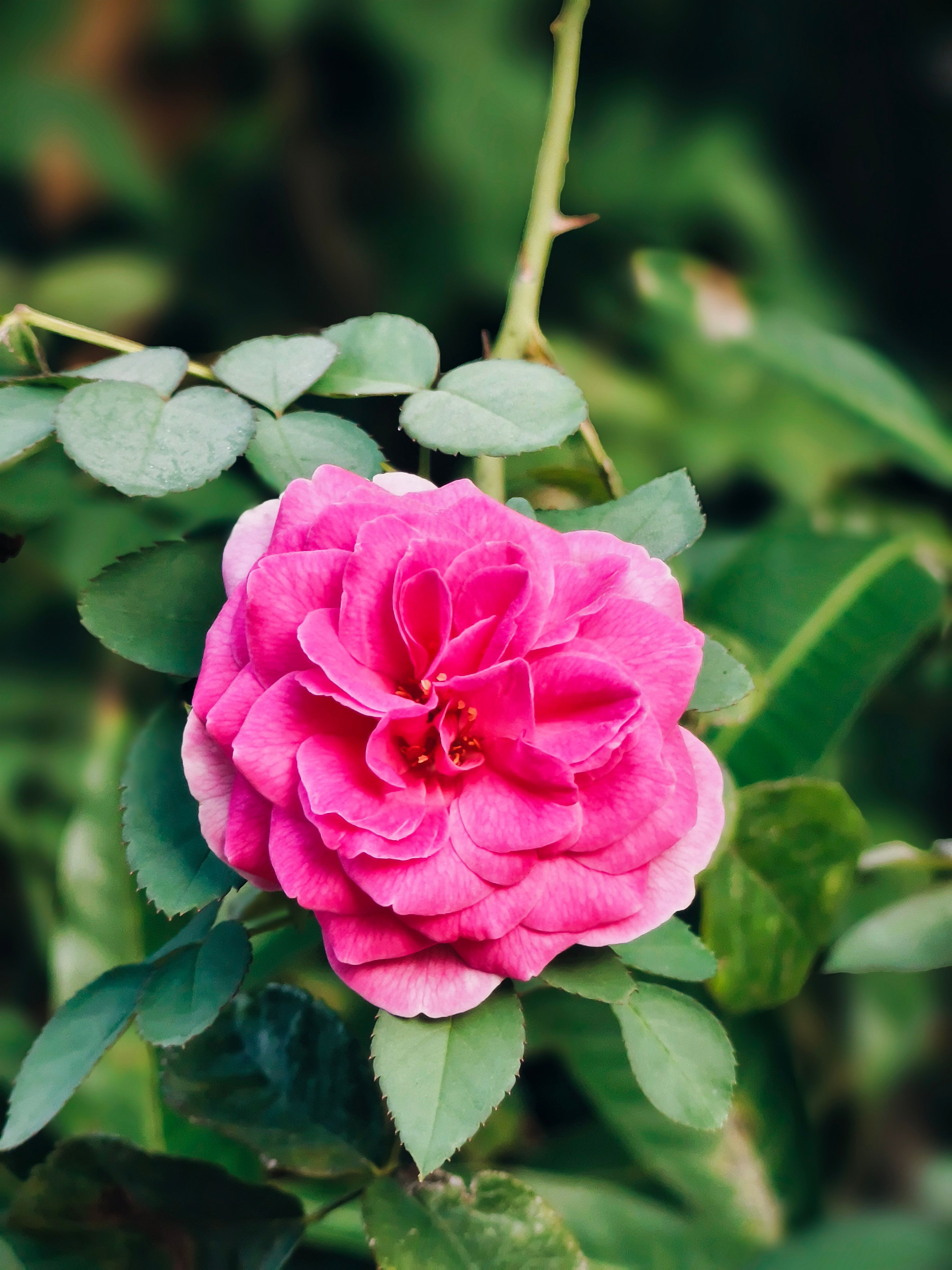 Vibrant Pink Rose in Lush Greenery · Free Stock Photo