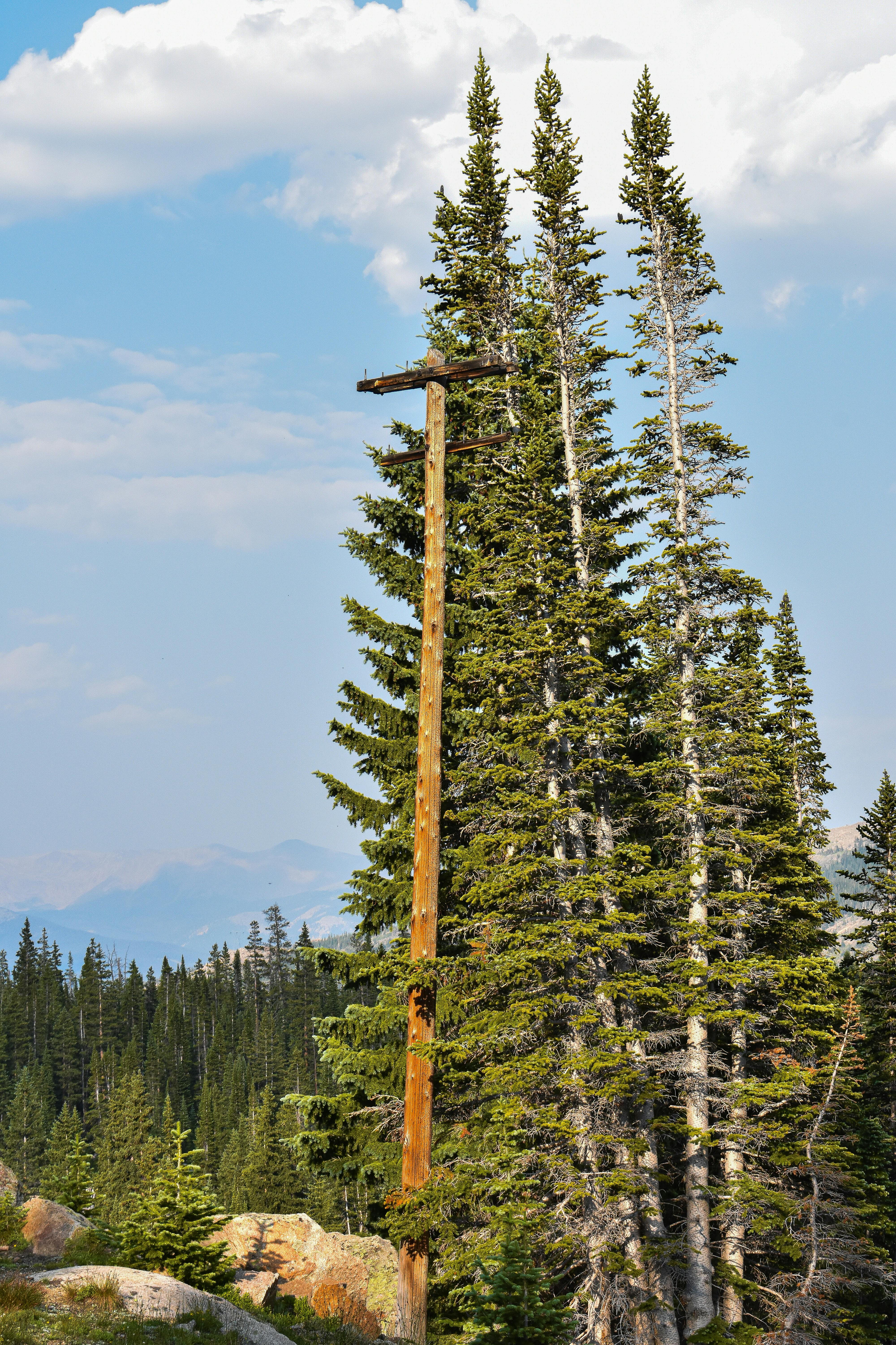 Majestic Evergreen Trees in Red Cliff, Colorado · Free Stock Photo