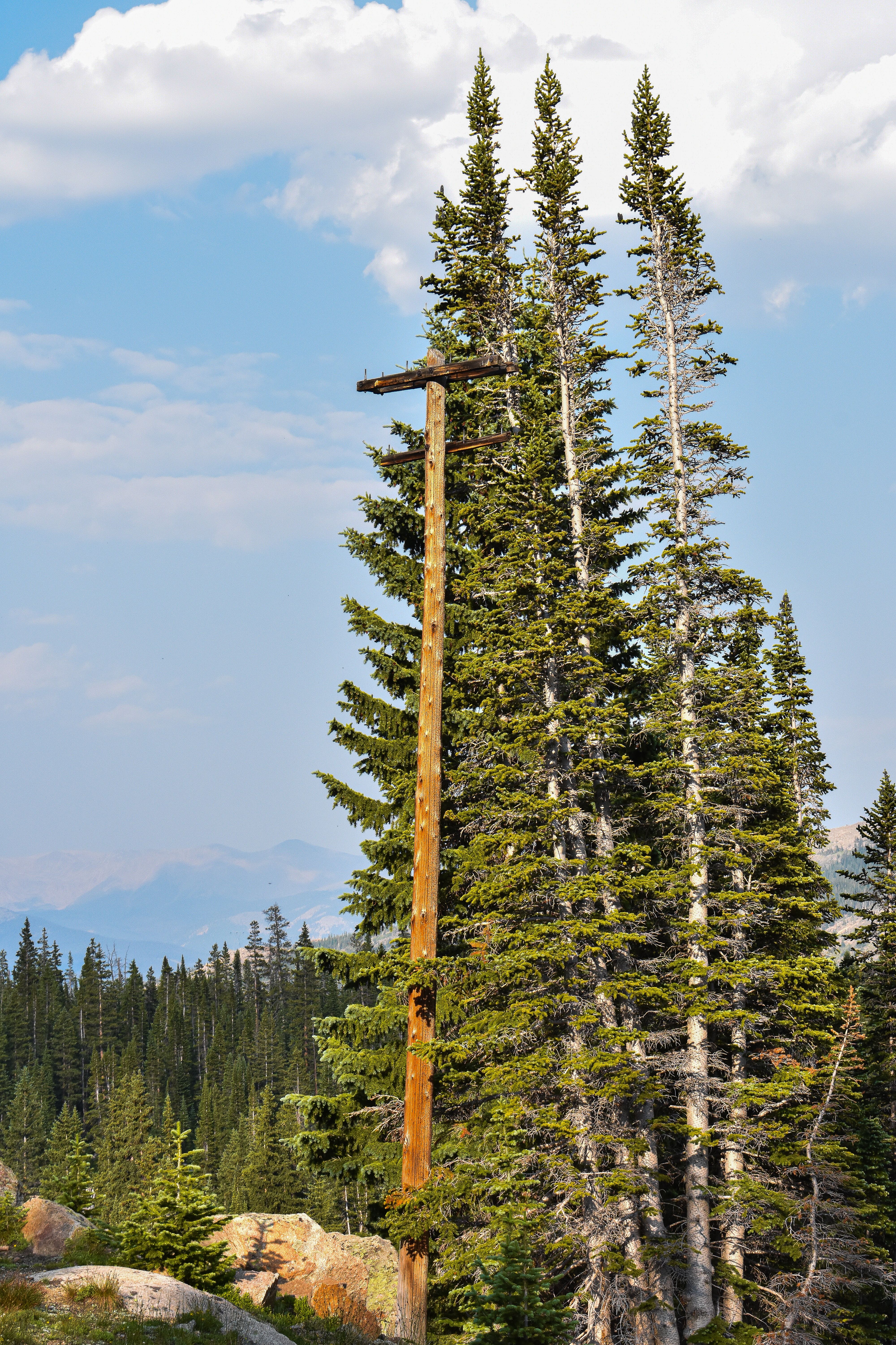 Majestic Evergreen Trees in Red Cliff, Colorado · Free Stock Photo