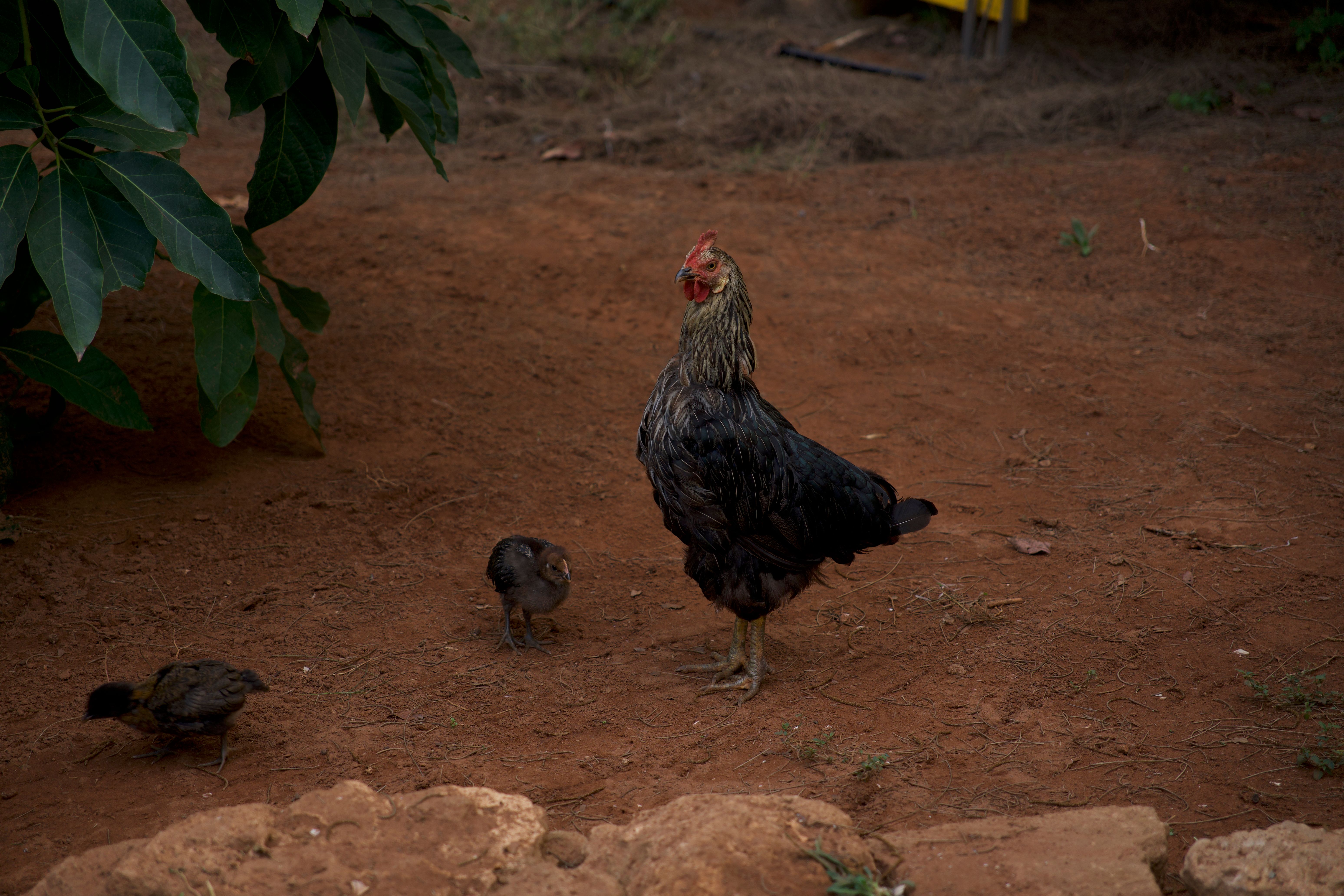 Gallo De Corral Con Pollitos En Una Granja · Foto de stock gratuita