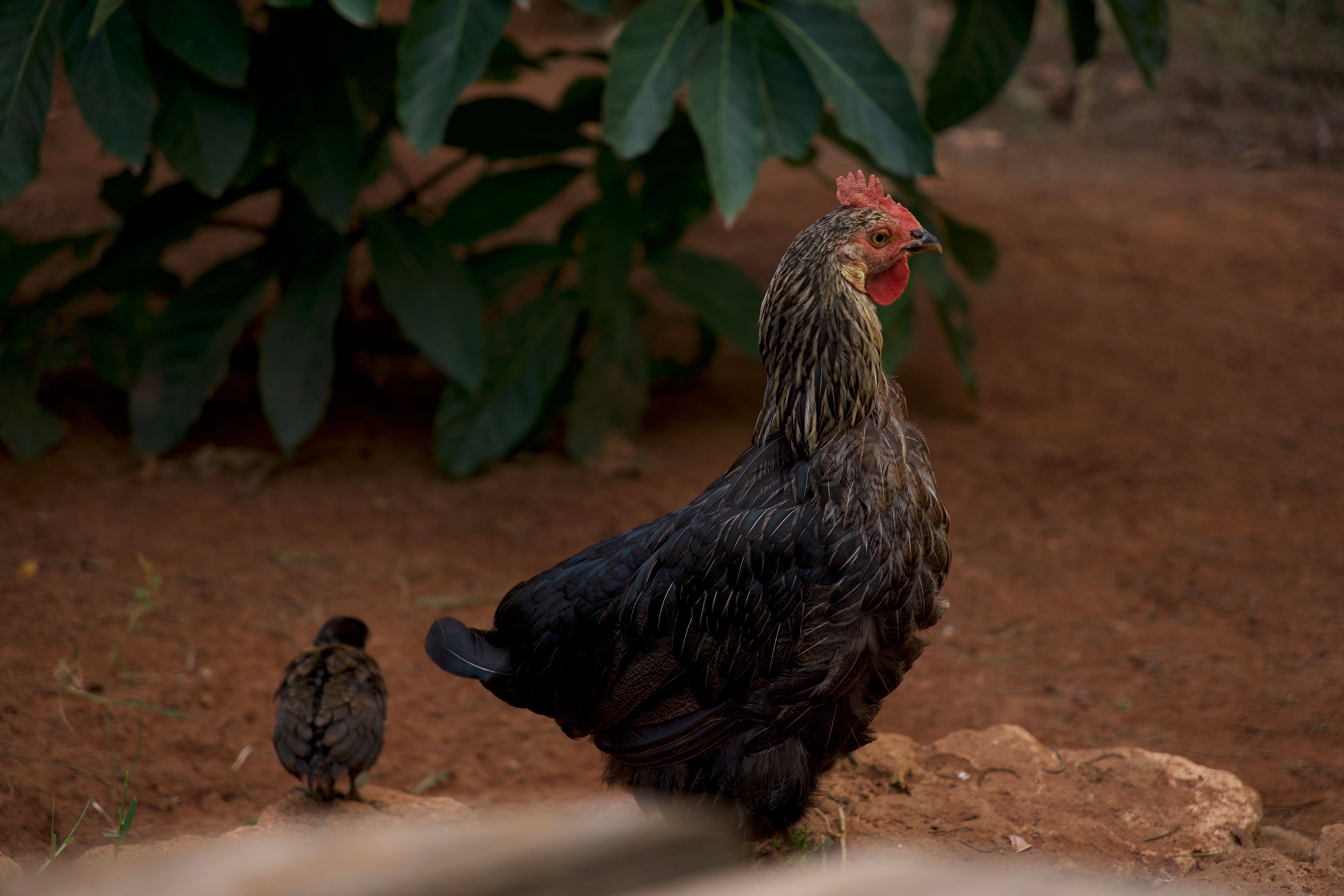 Free Range Hen and Chick in Natural Habitat · Free Stock Photo