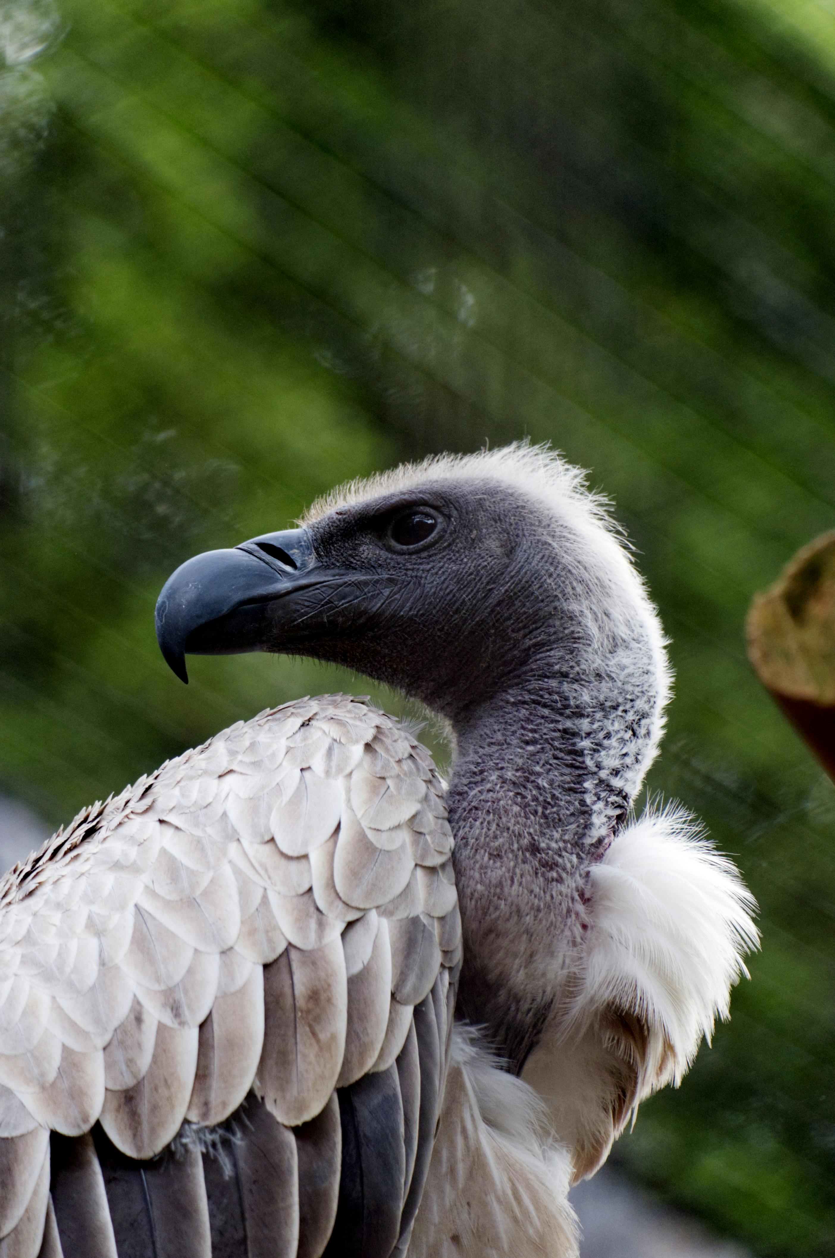 Foto de stock gratuita sobre al aire libre, animal, ave de rapiña, ave ...