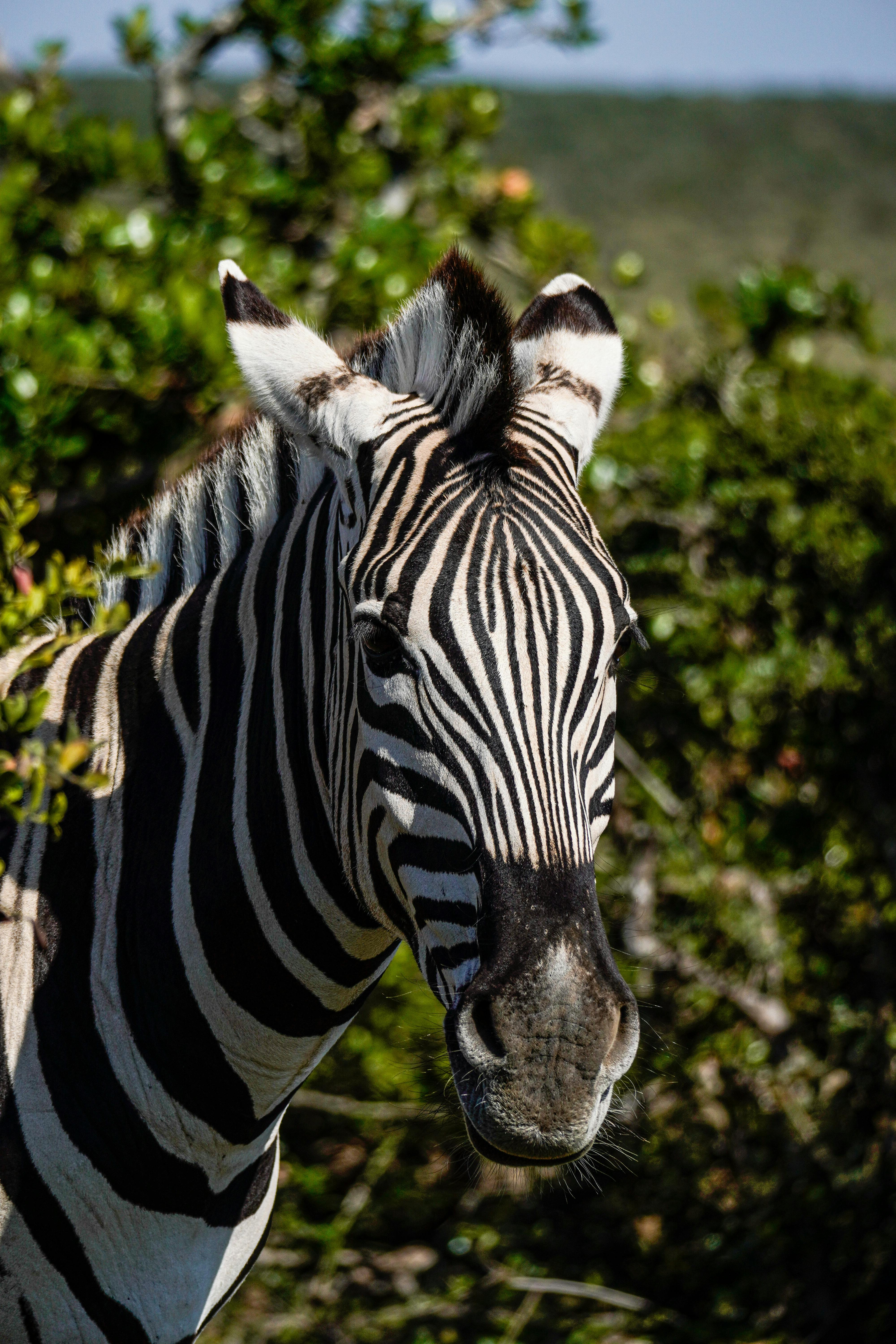 Stunning Close-up of Zebra in Natural Habitat · Free Stock Photo