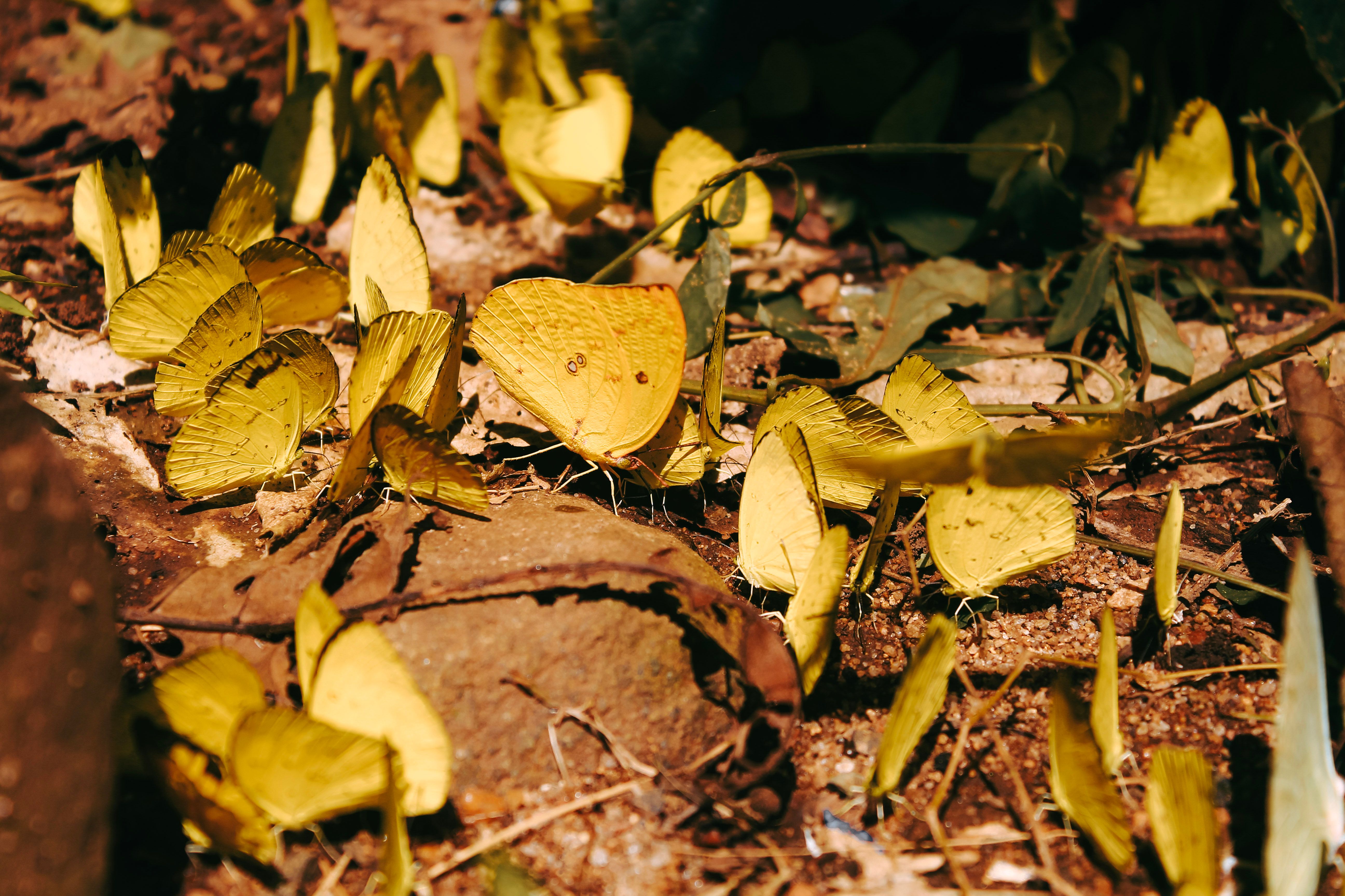 Vibrant Yellow Butterflies in Natural Setting · Free Stock Photo