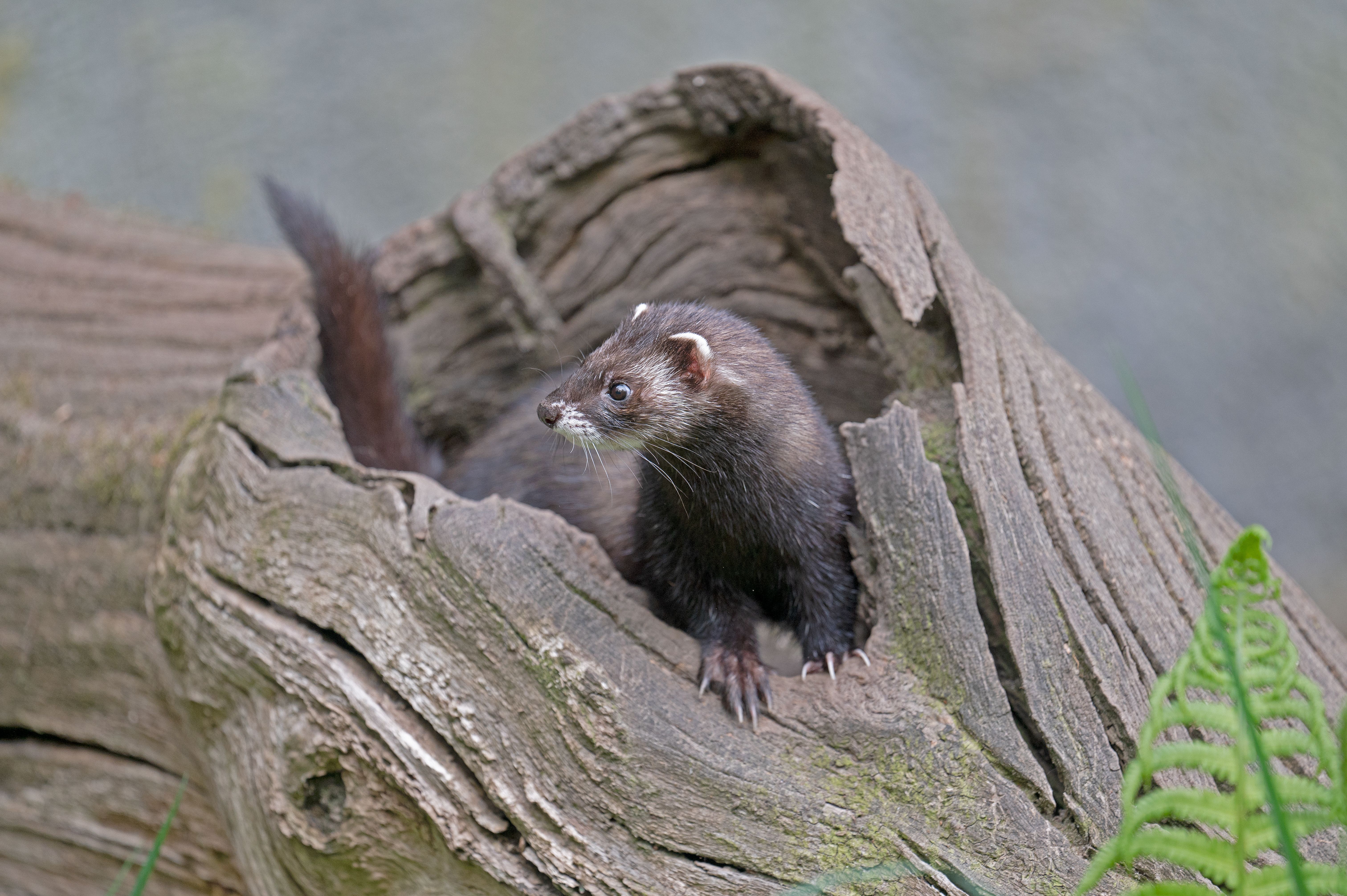 Ferret Photos, Download The BEST Free Ferret Stock Photos & HD Images