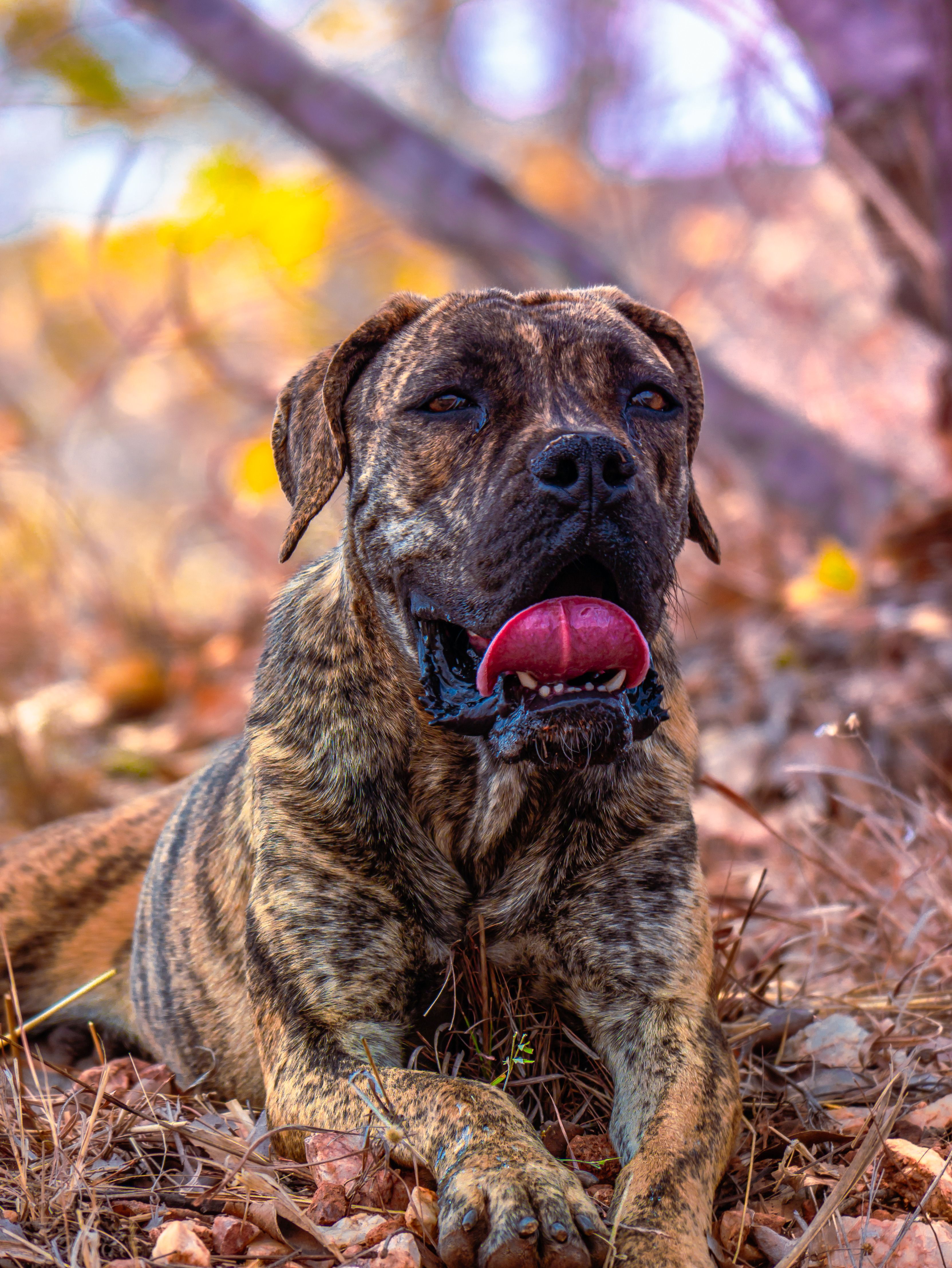 Brindle Dog Resting in Autumn Leaves · Free Stock Photo