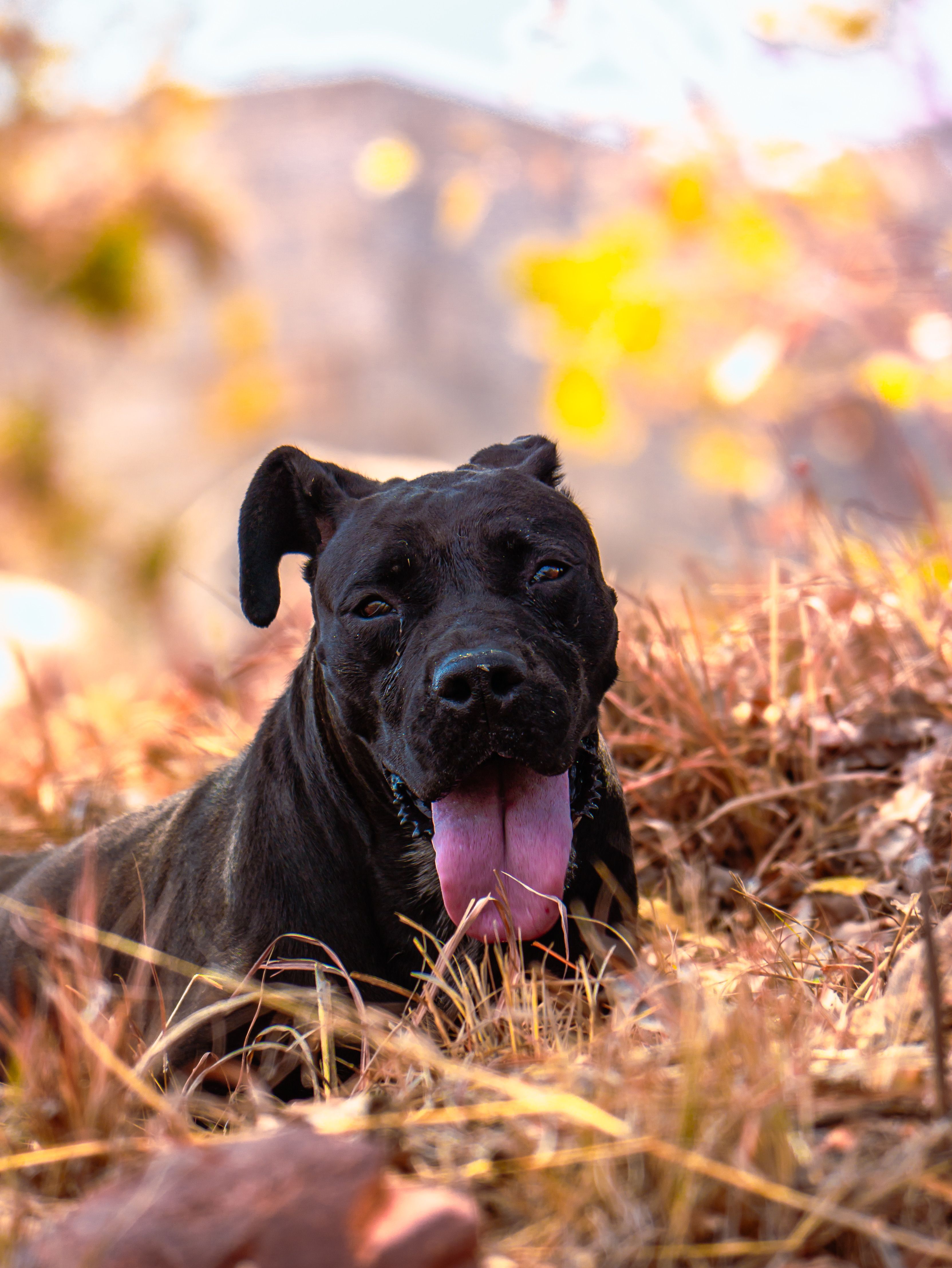 Hoola+Breeding Photos, Download The BEST Free Hoola+Breeding Stock ...