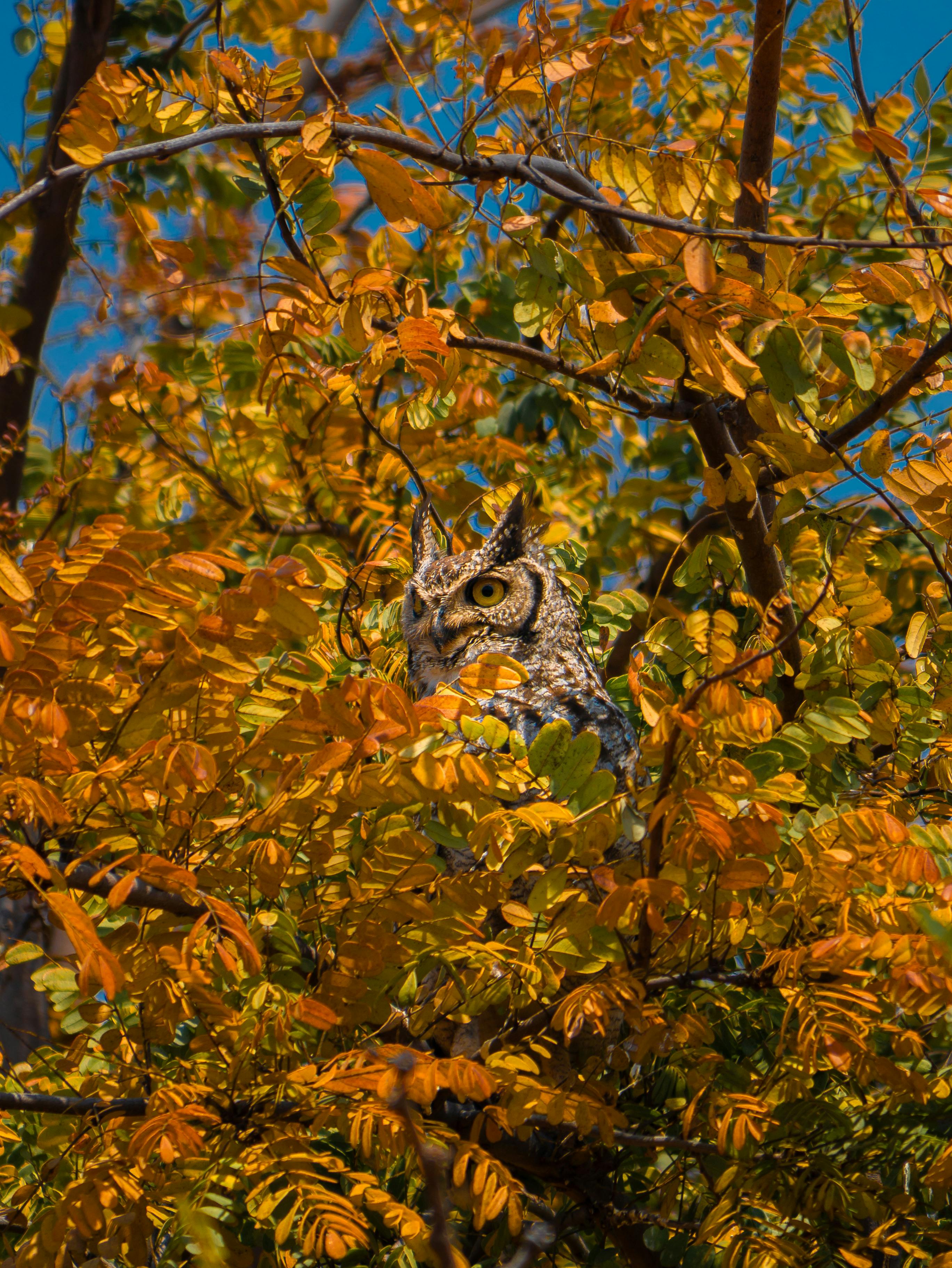 Owl In Tree Photos, Download The BEST Free Owl In Tree Stock Photos ...