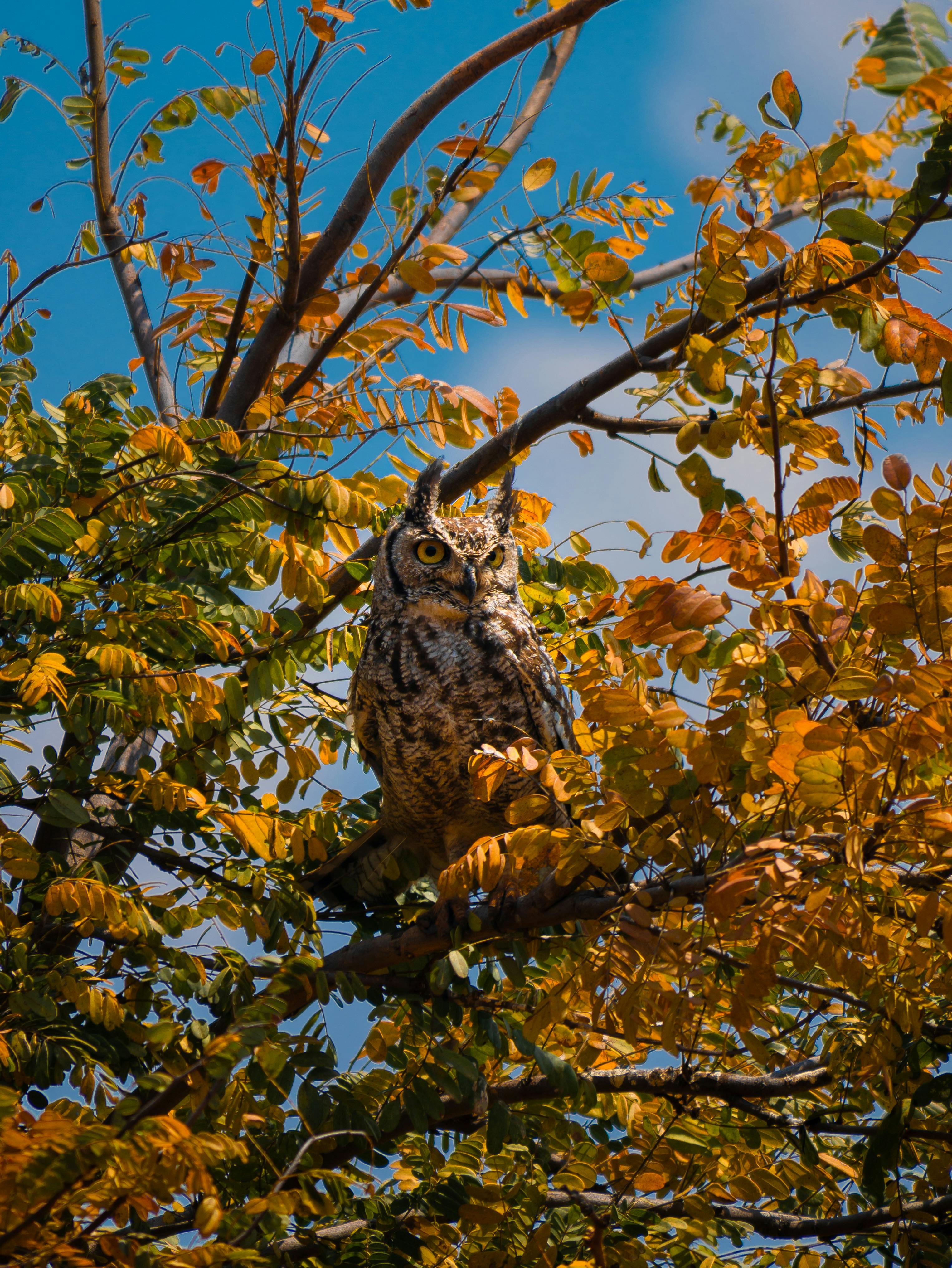Owl In Tree Photos, Download The BEST Free Owl In Tree Stock Photos ...