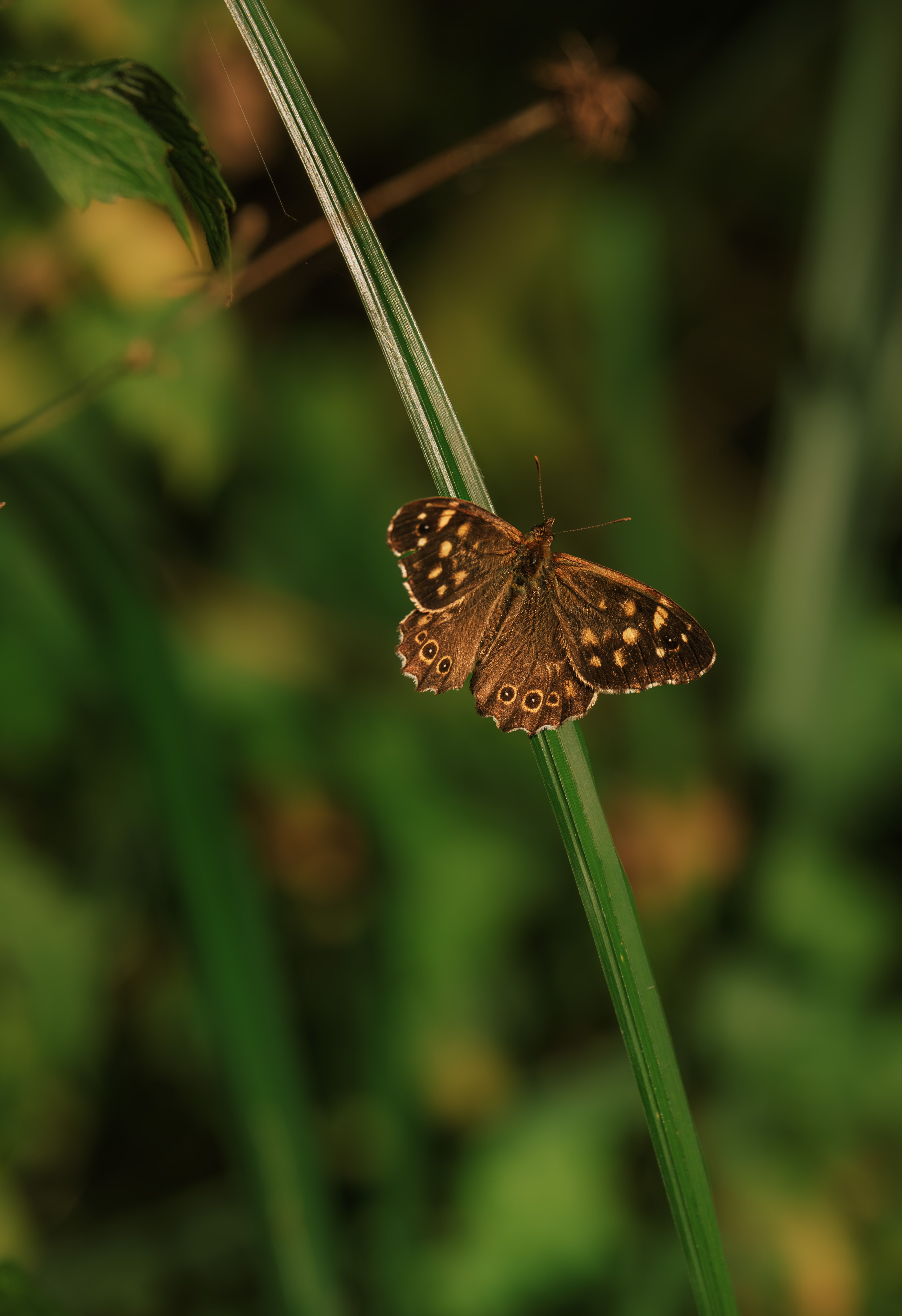 Butterflies Cocoons Photos, Download The BEST Free Butterflies Cocoons ...