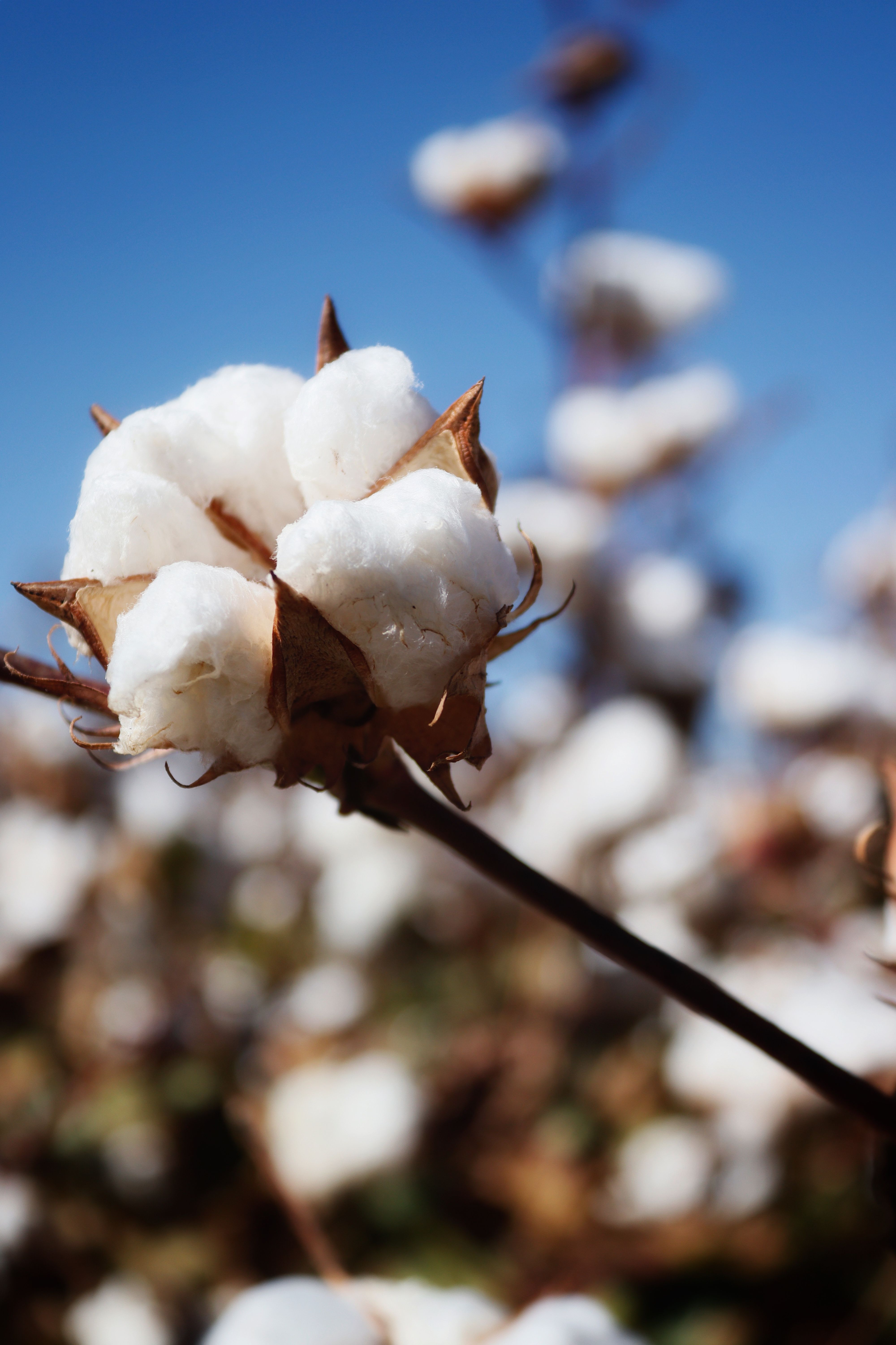 Cotton Field Photos, Download The BEST Free Cotton Field Stock Photos ...