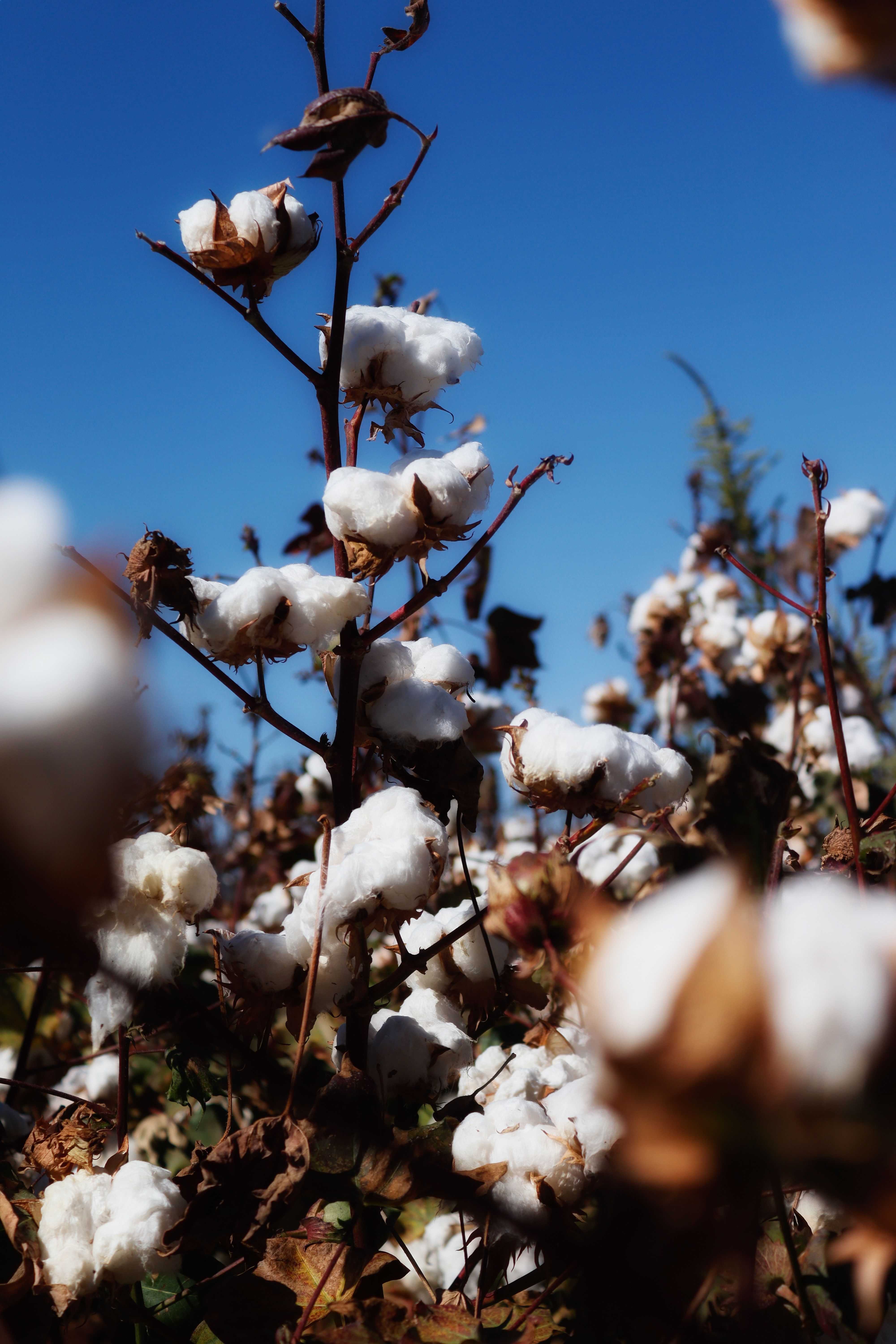 Blooming cotton plants against blue sky · Free Stock Photo