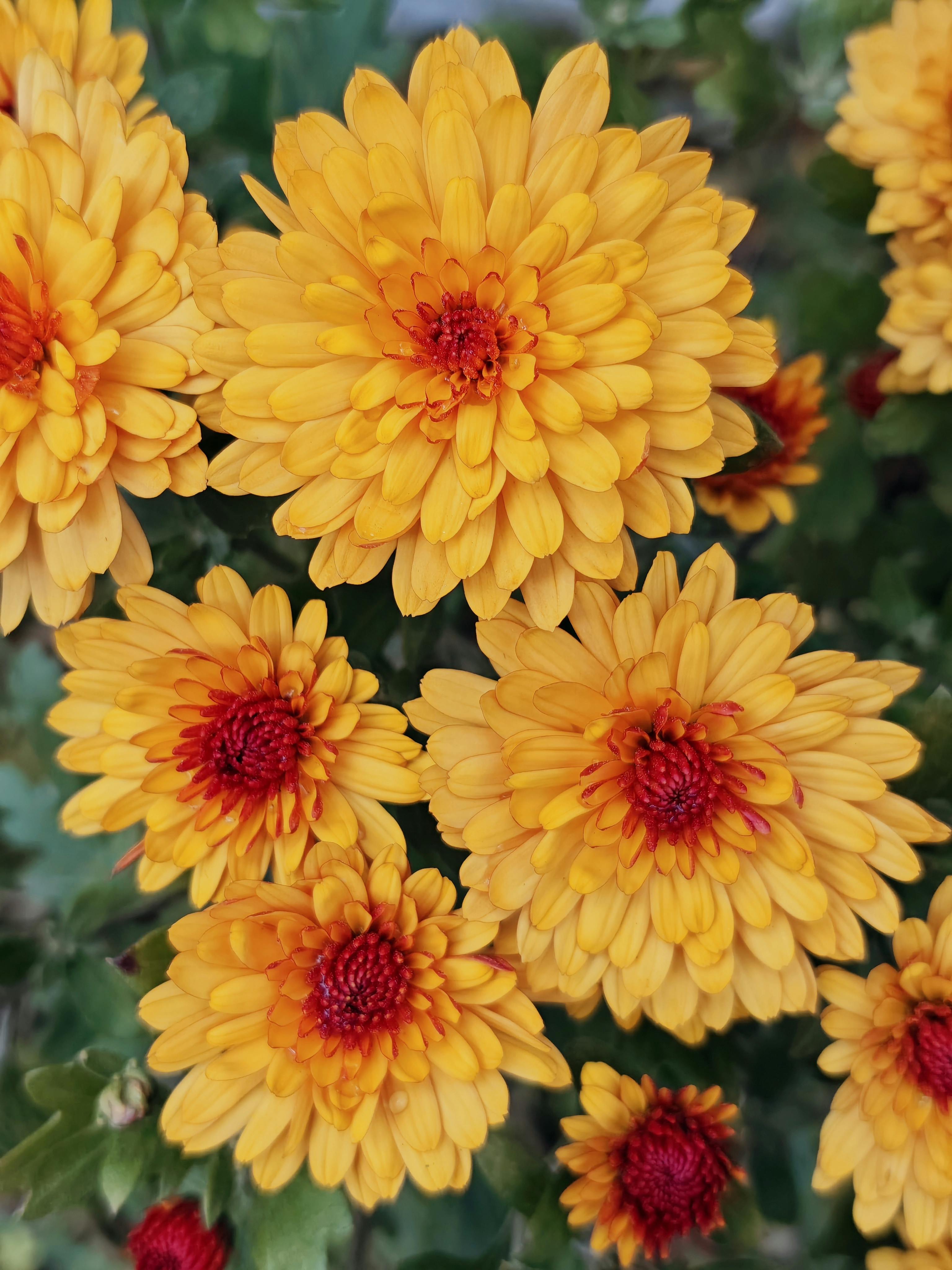 Crisantemos De Color Amarillo Brillante En Plena Floración · Foto de ...