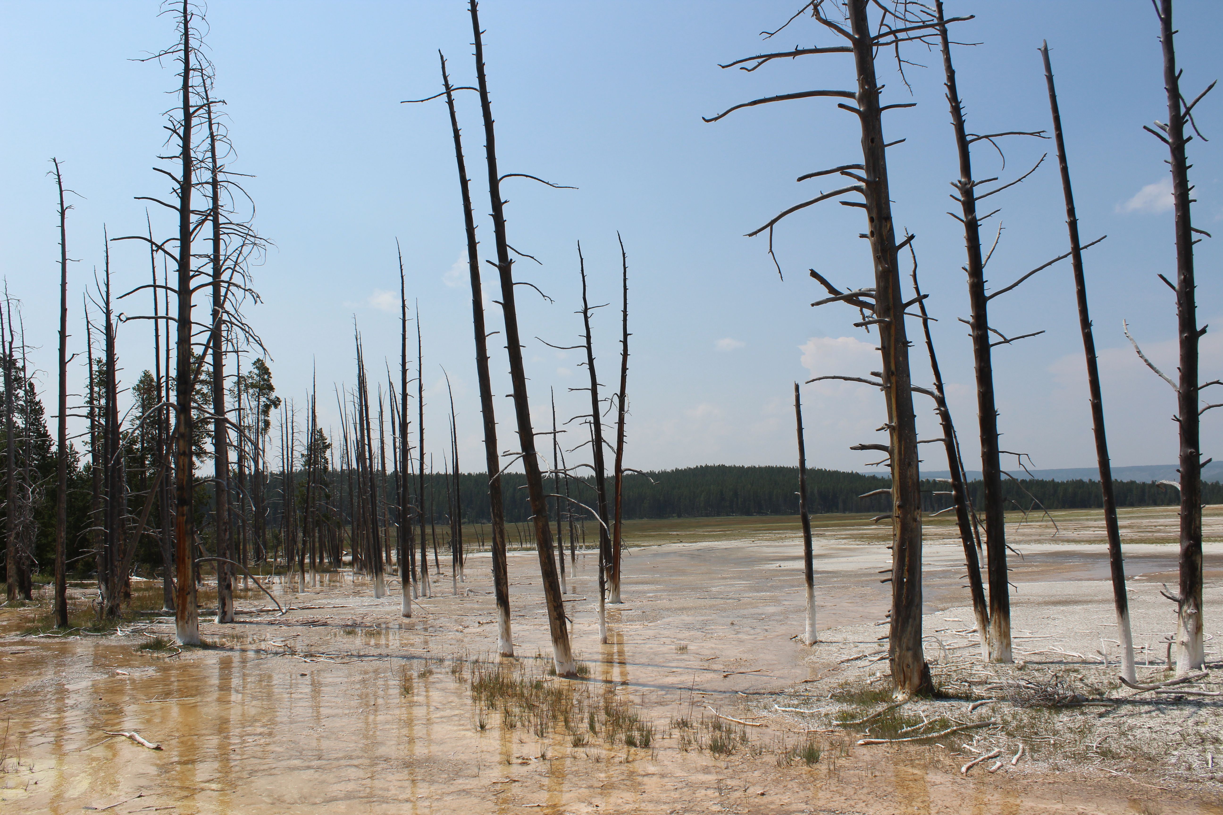 Barren Trees in Yellowstone's Unique Landscape · Free Stock Photo