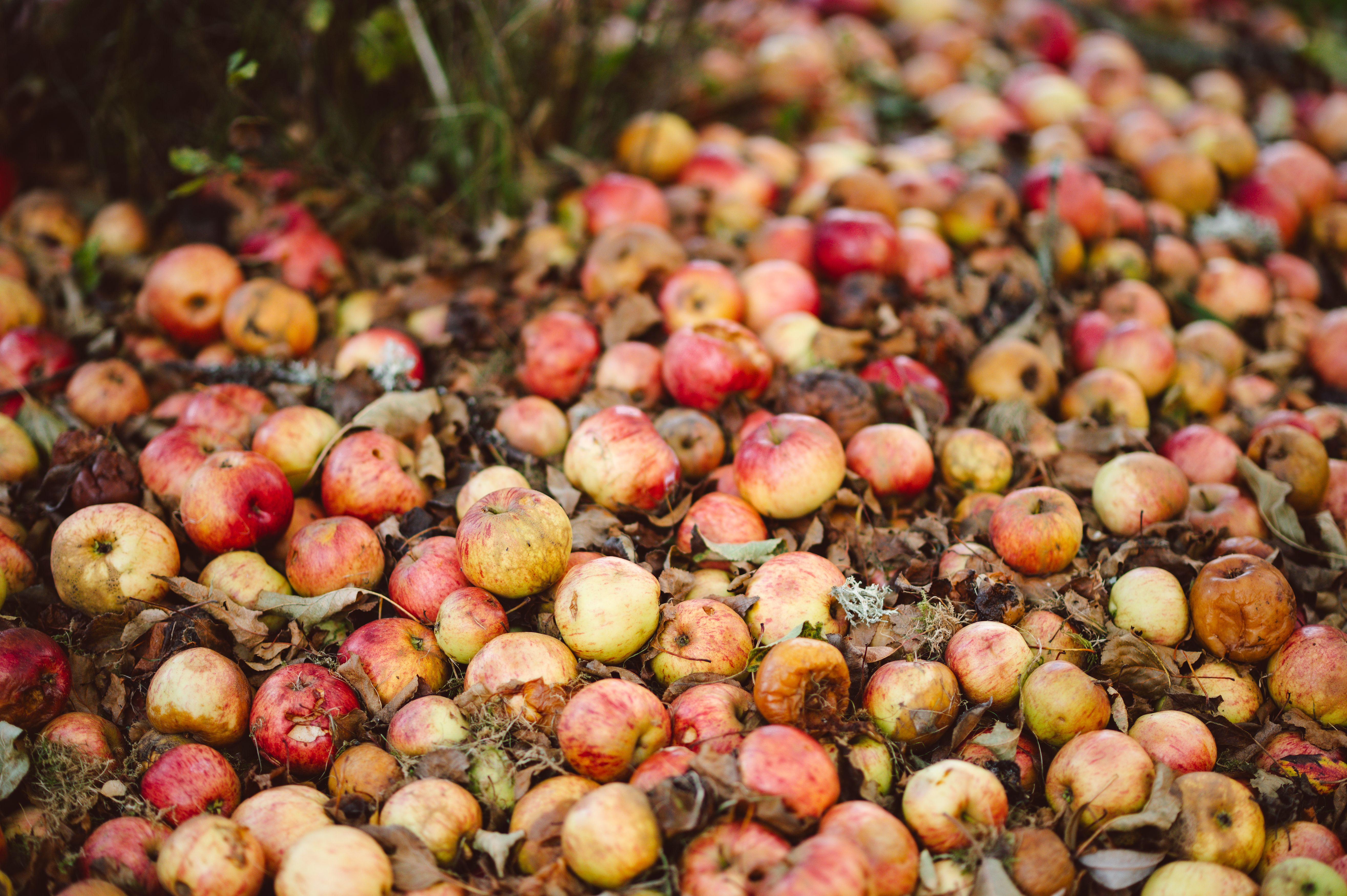 Harvested Apples in Aberfeldy Scotland Orchard · Free Stock Photo