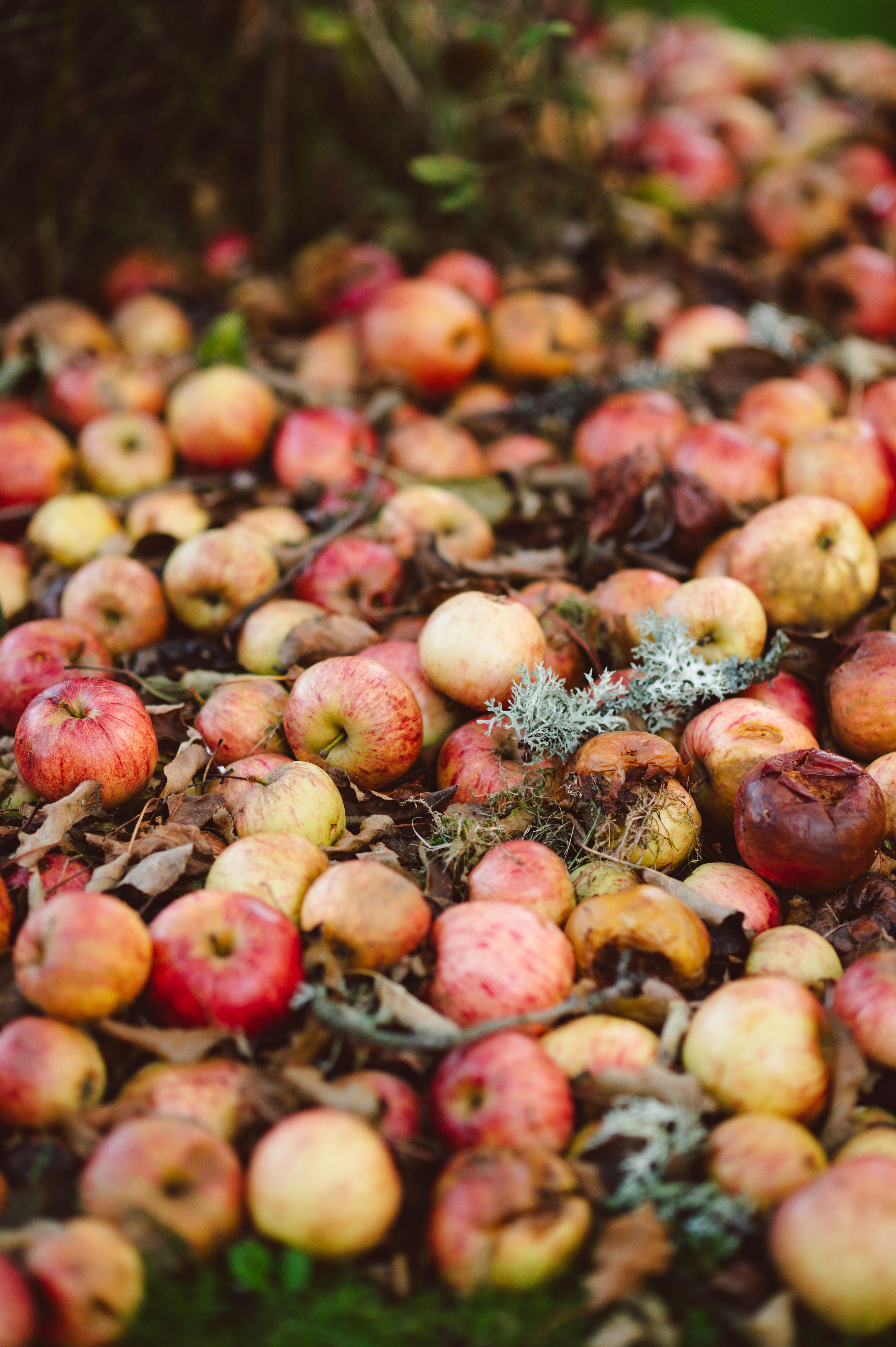 60 000+ Fruits Classification banque d’images et photos libres de droit ...
